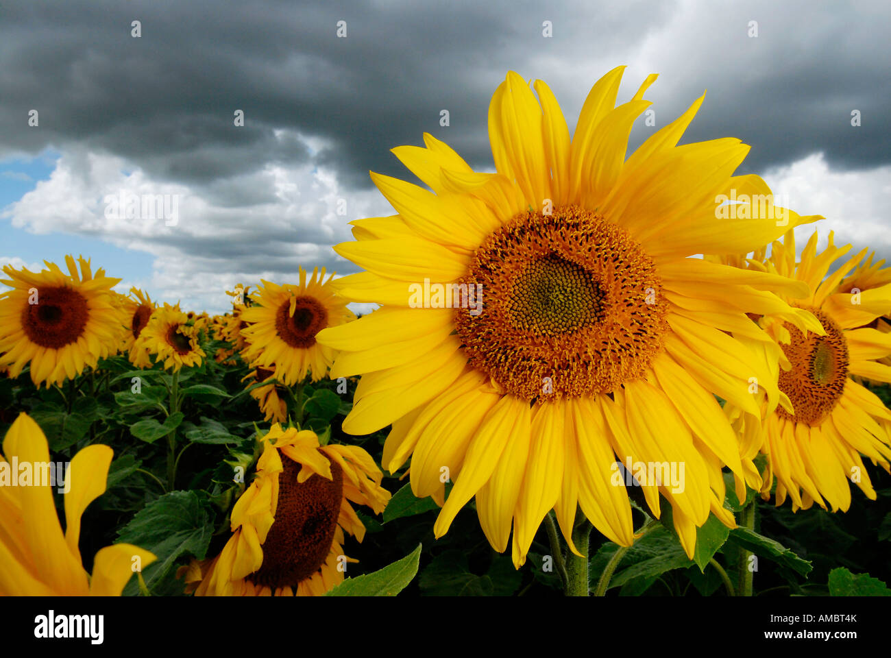 Corsham summer hi-res stock photography and images - Alamy