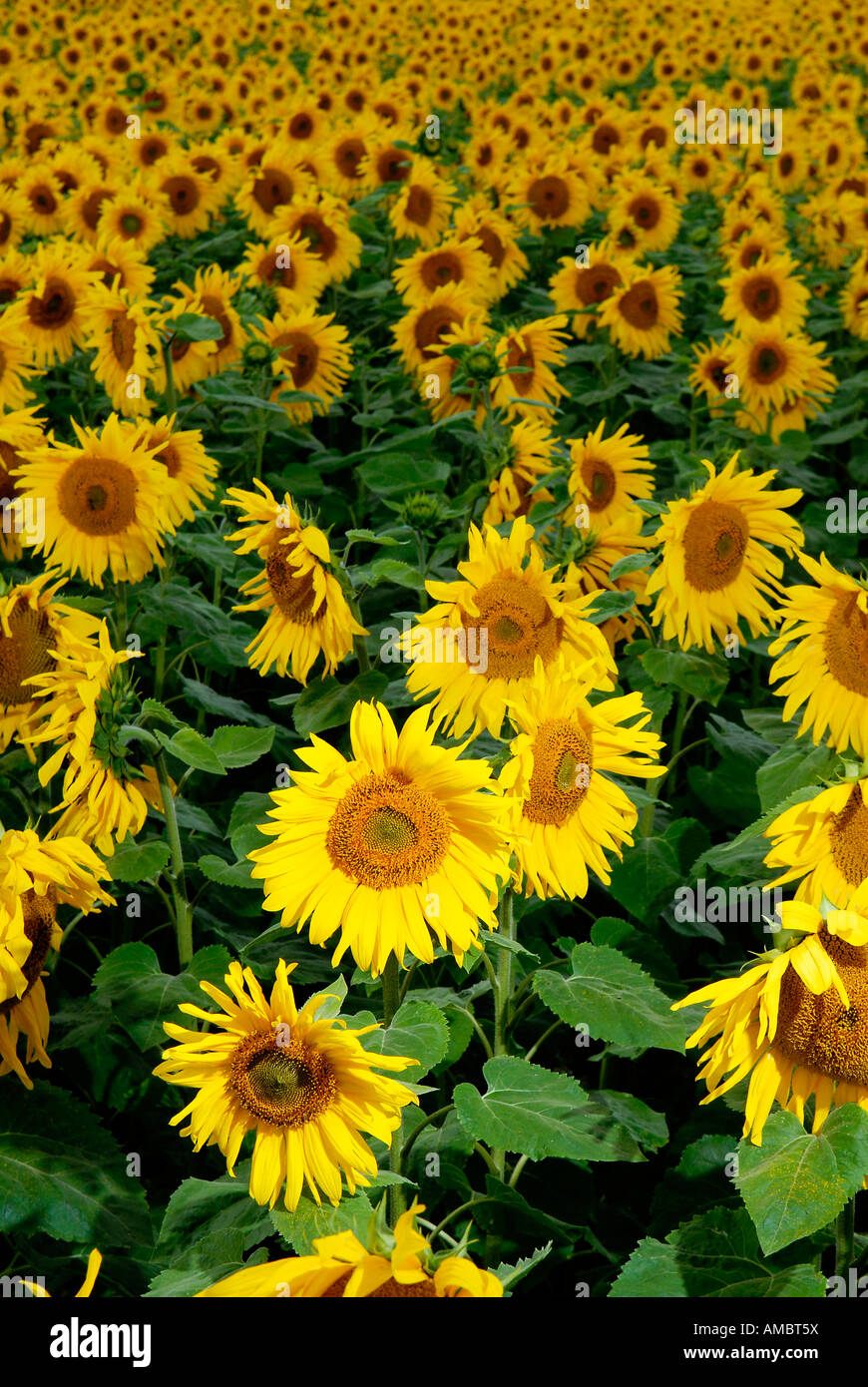 Corsham summer hi-res stock photography and images - Alamy