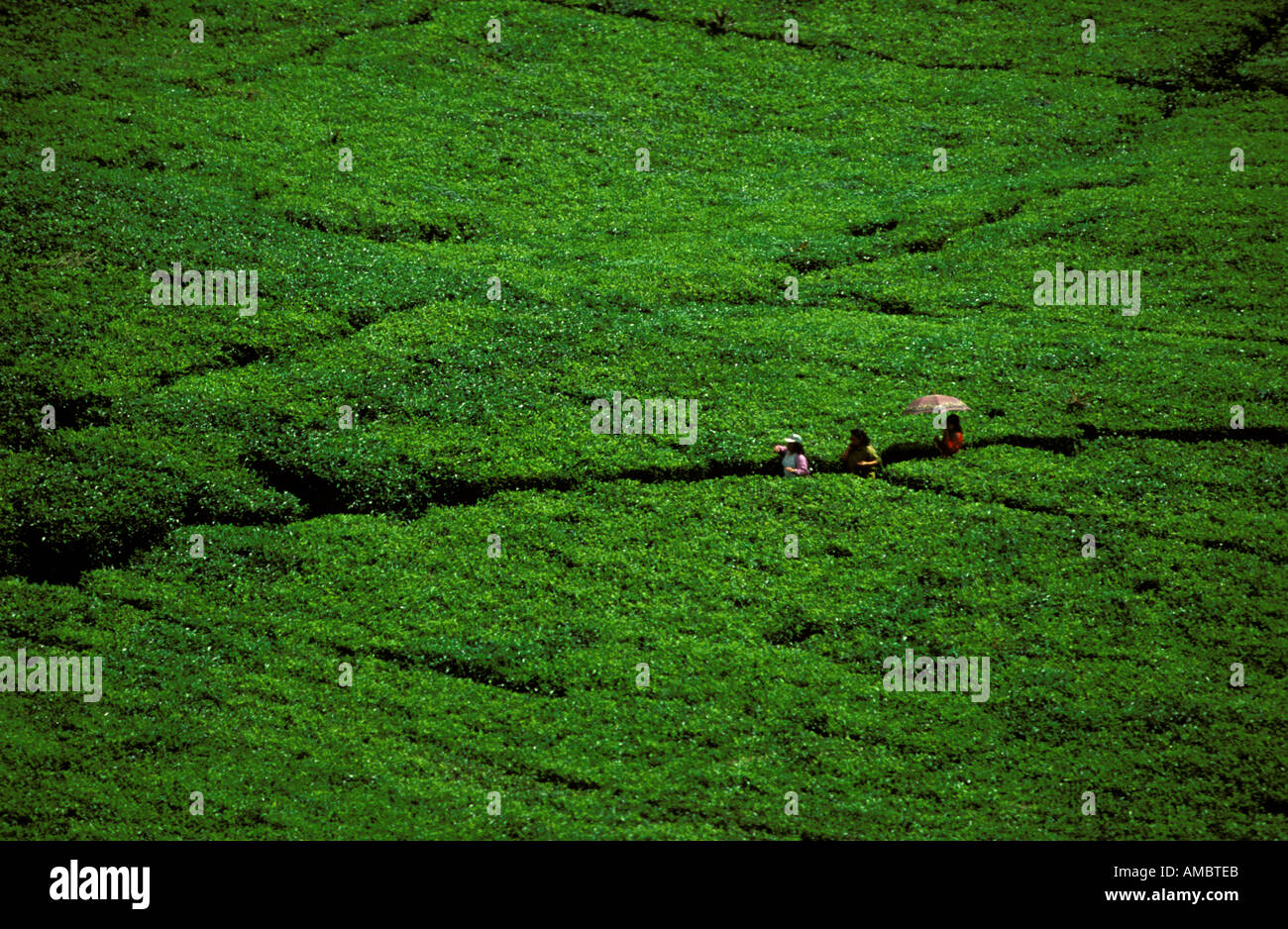 Java tea hi-res stock photography and images - Alamy