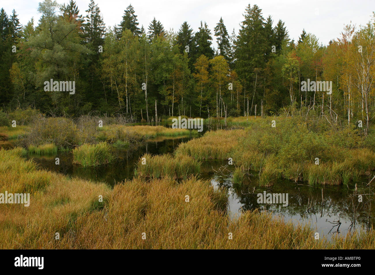 Green maple leaves wallpapers hi-res stock photography and images - Alamy