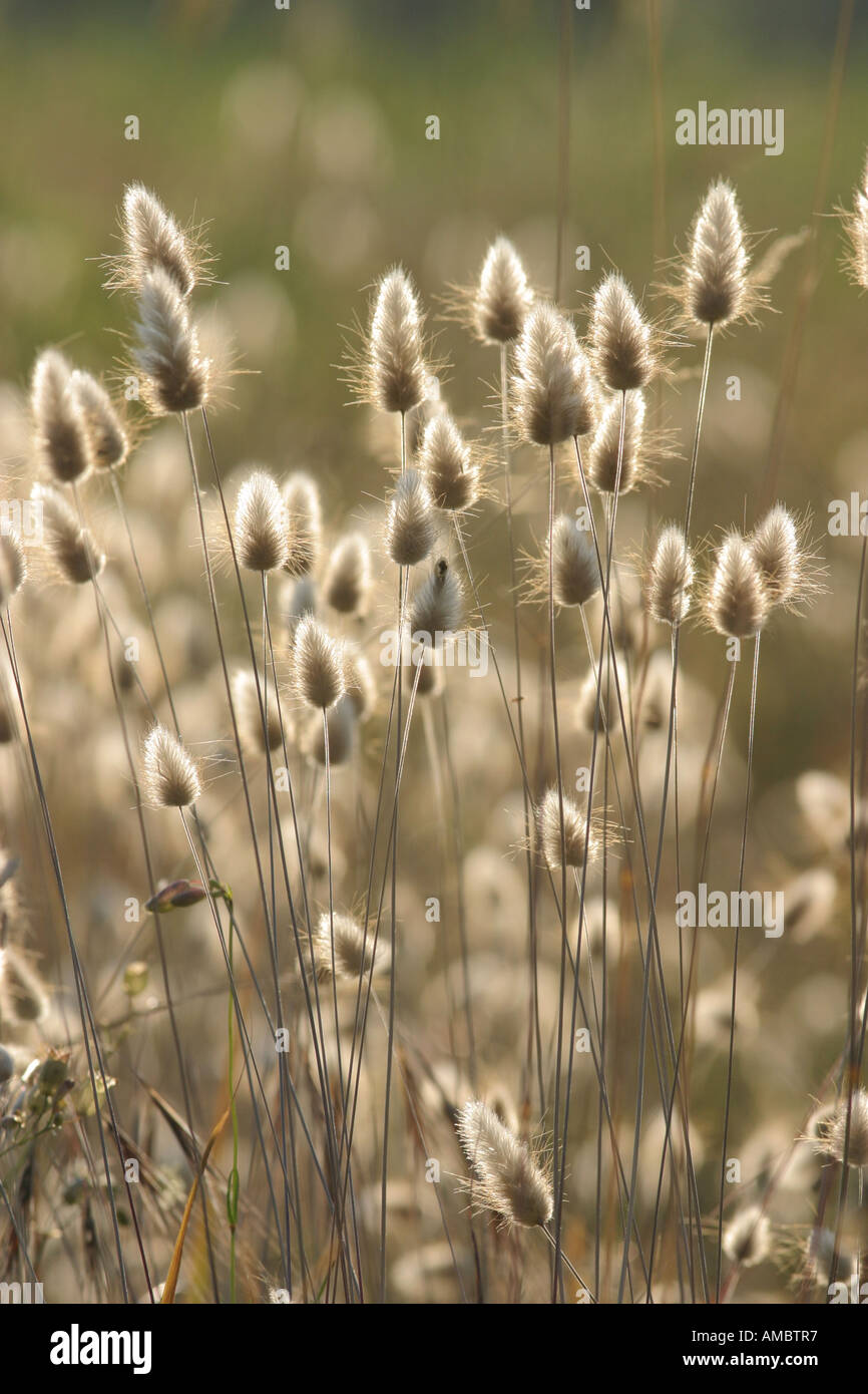 Wild seed sowing hi-res stock photography and images - Alamy