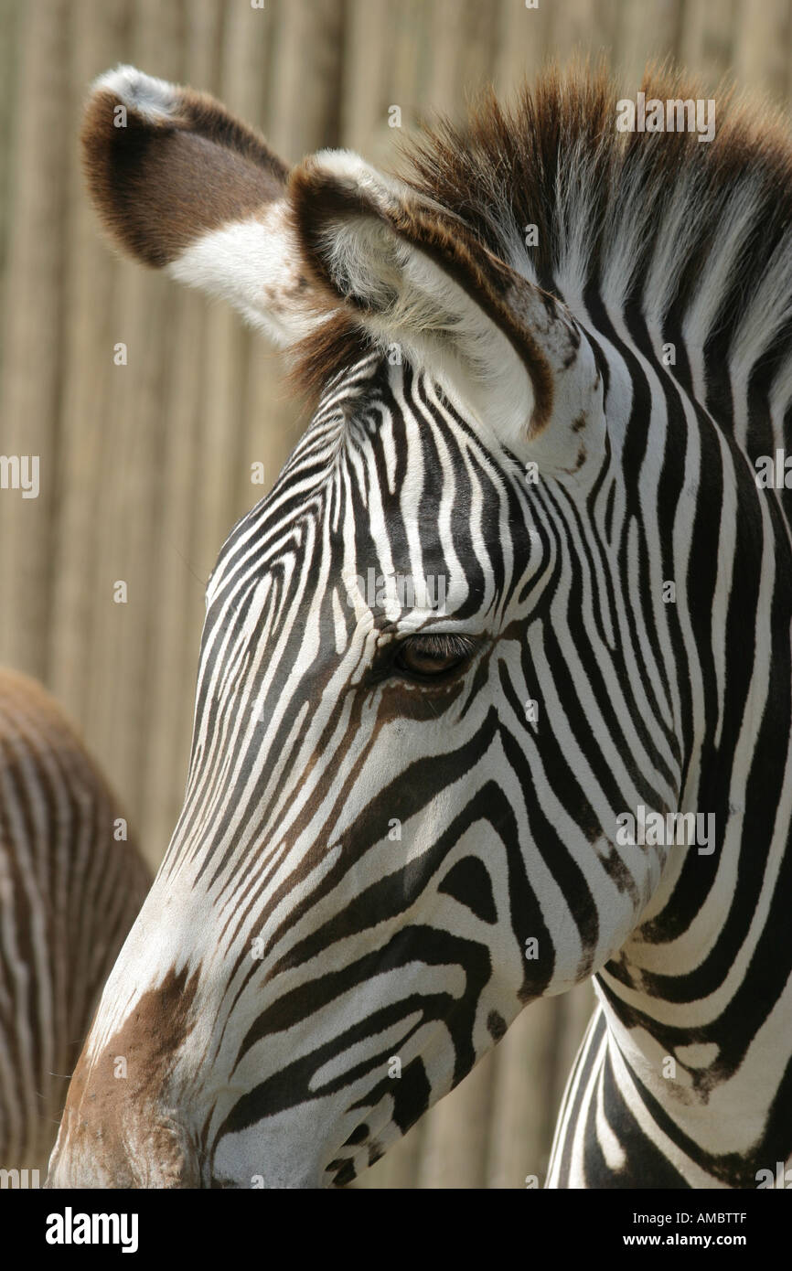 close look at a zebra Stock Photo - Alamy