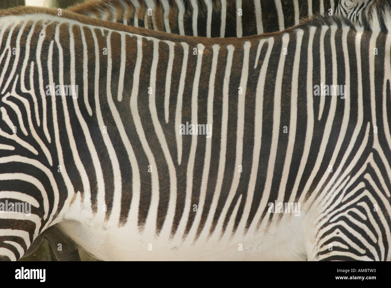 close look at a zebra Stock Photo - Alamy