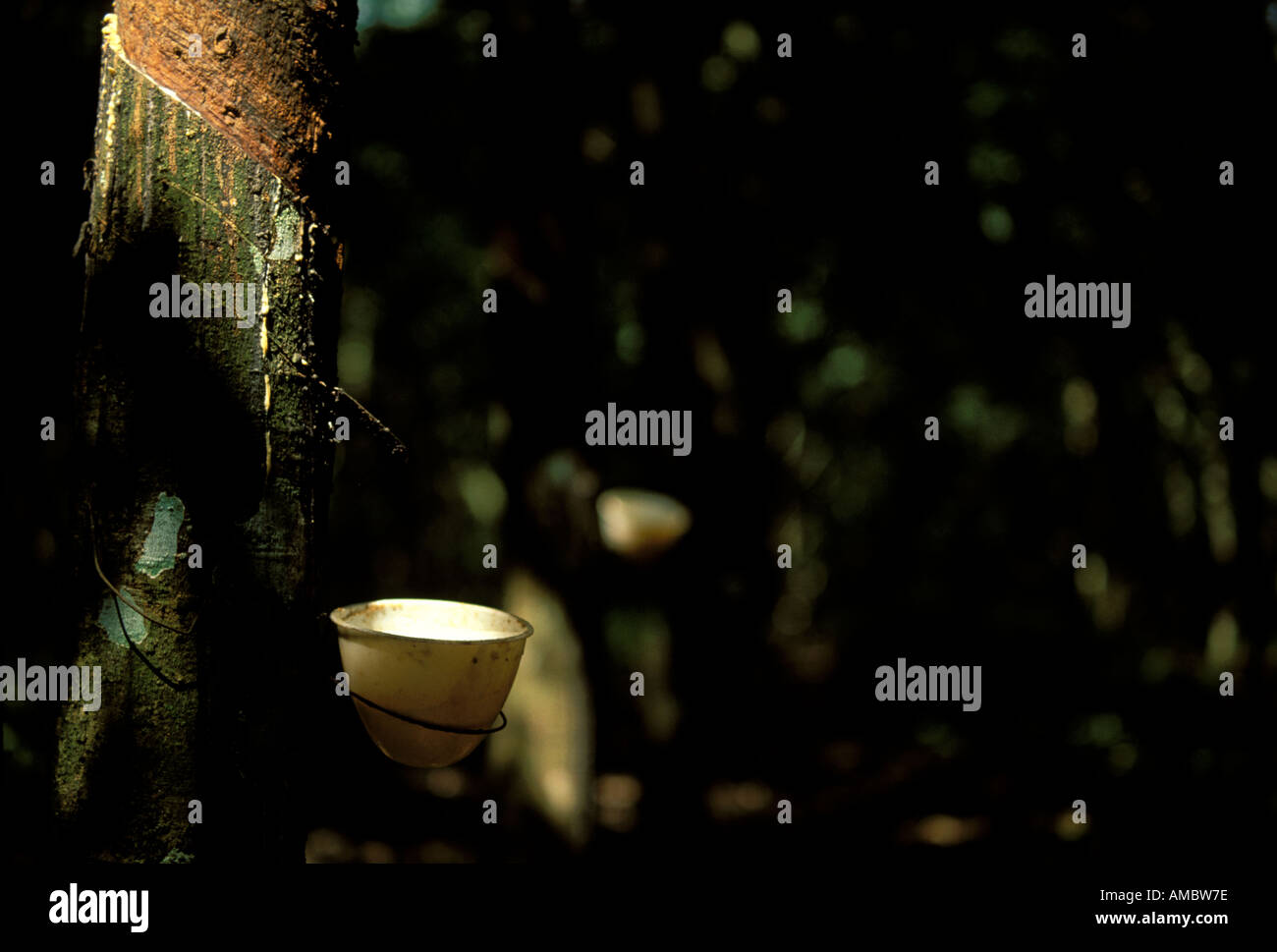 Rubbertree hi-res stock photography and images - Alamy