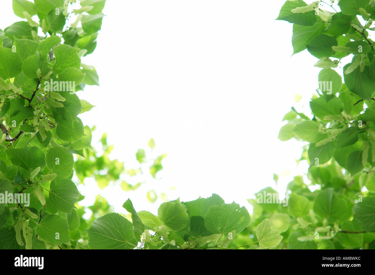 Fresh green leaves forming a natural frame border Stock Photo - Alamy