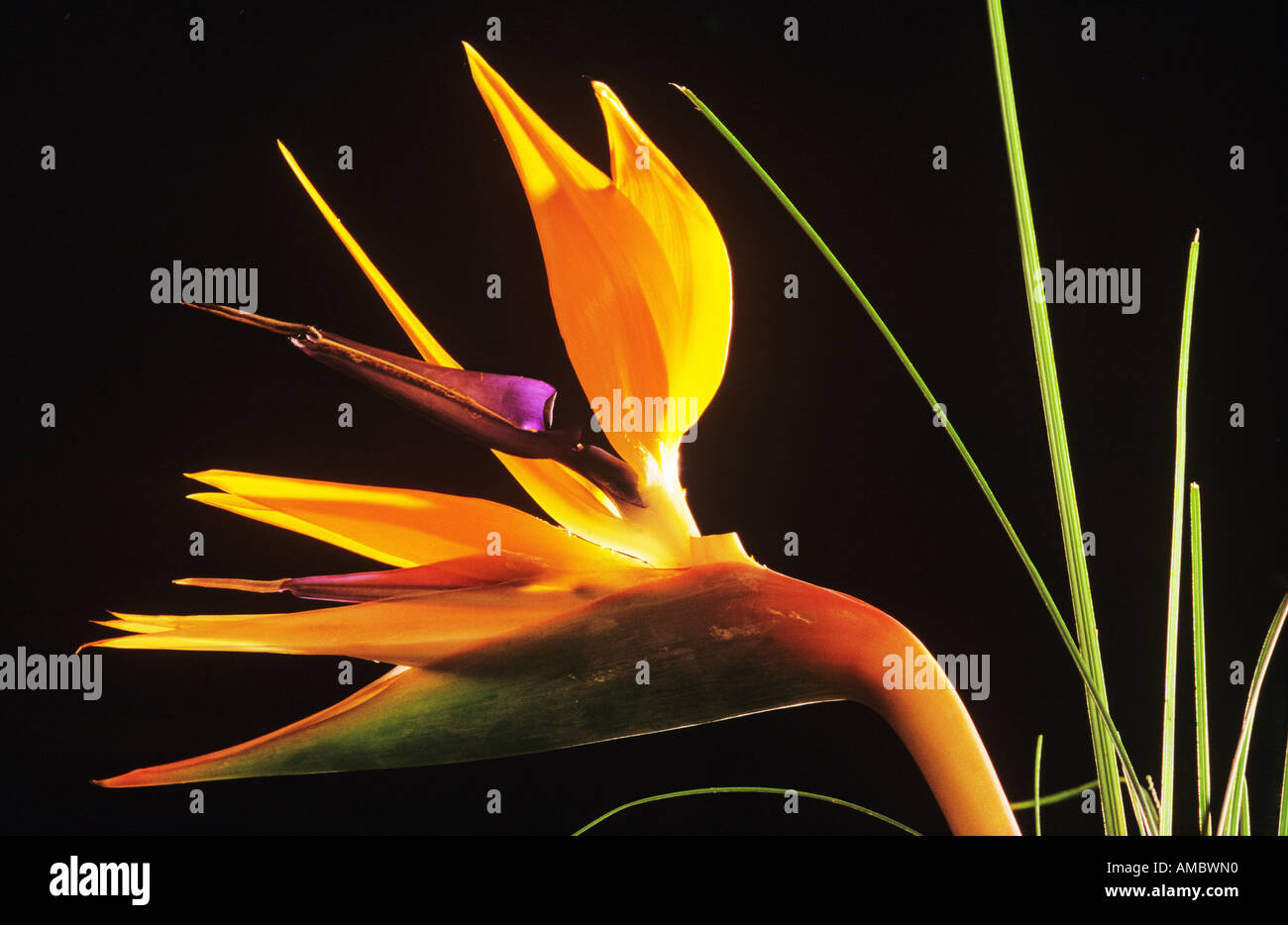 Crane flower / Strelitzia reginae Stock Photo - Alamy