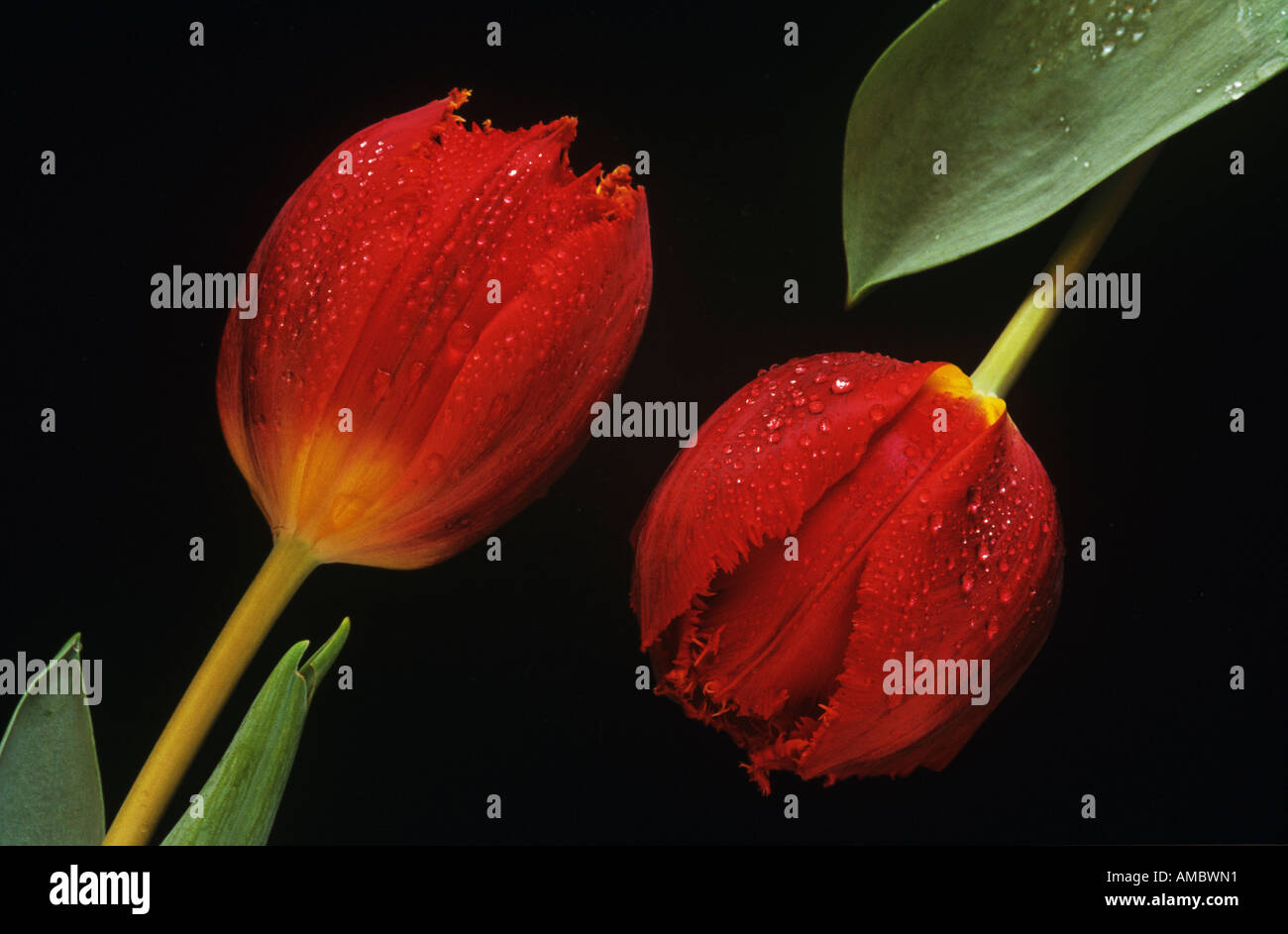 Two red tulips close up hi-res stock photography and images - Alamy