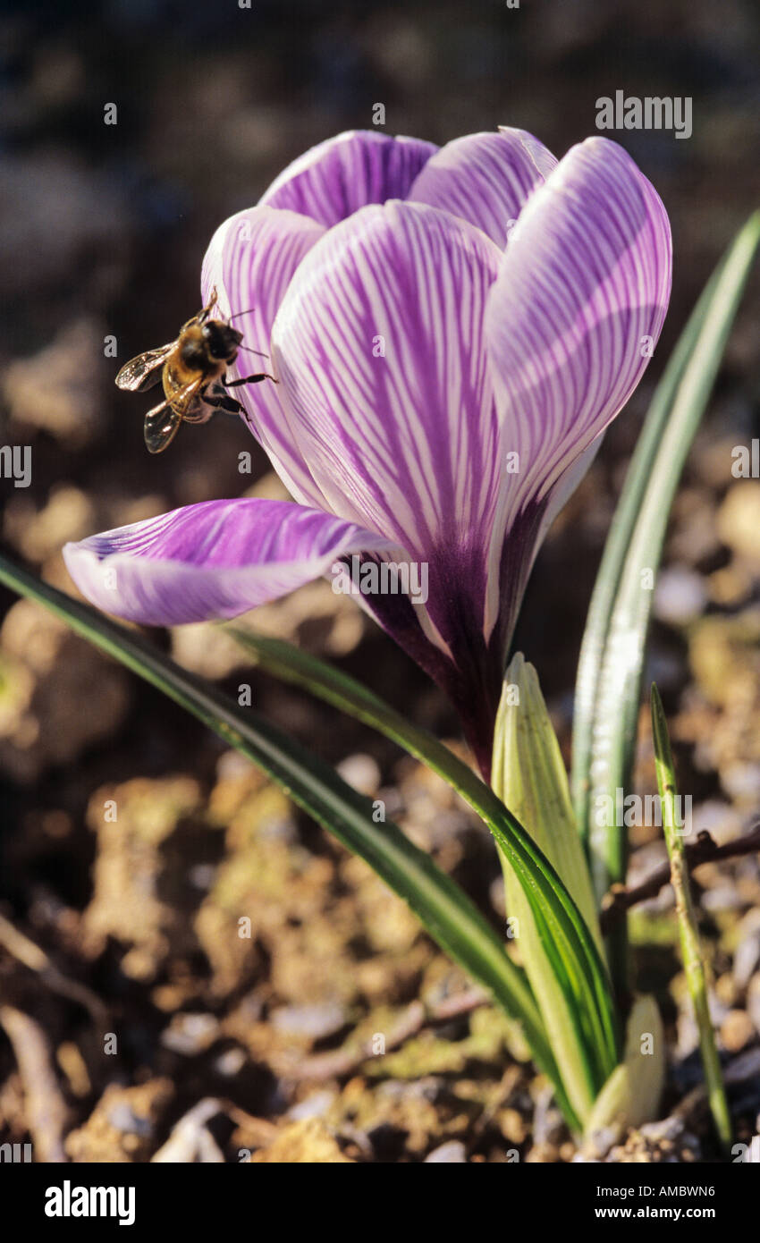 Bees crocus hi-res stock photography and images - Alamy