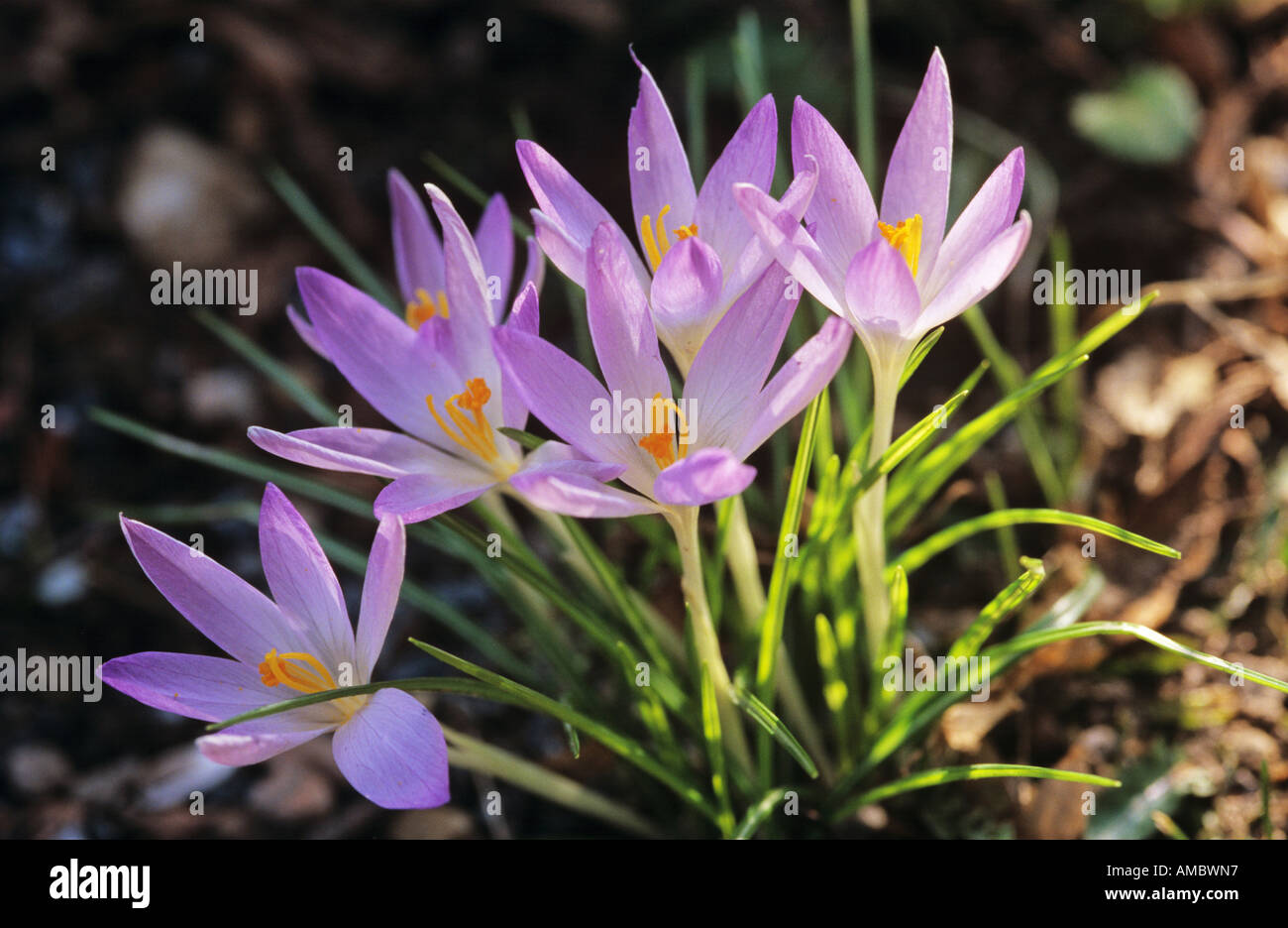 Autumn Crocus / Colchicum autumnale Stock Photo - Alamy