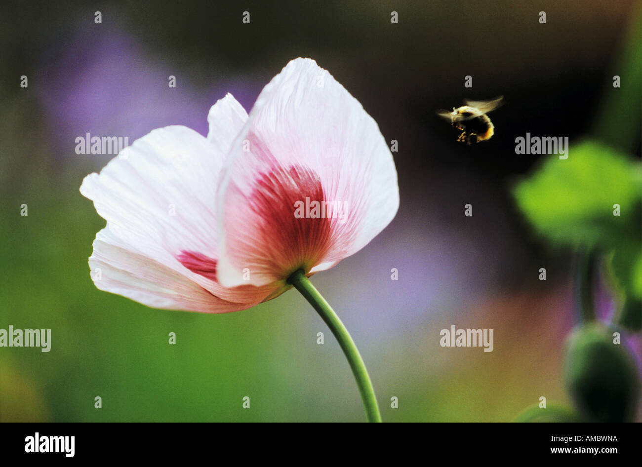 bumblebee - flying towards blossom Stock Photo - Alamy