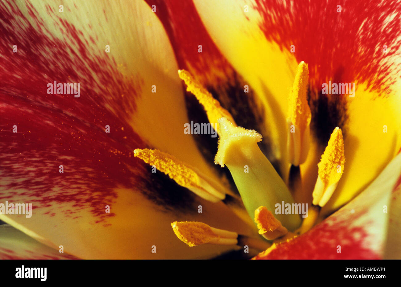 inflorescence of a tulip / Tulipa Stock Photo - Alamy