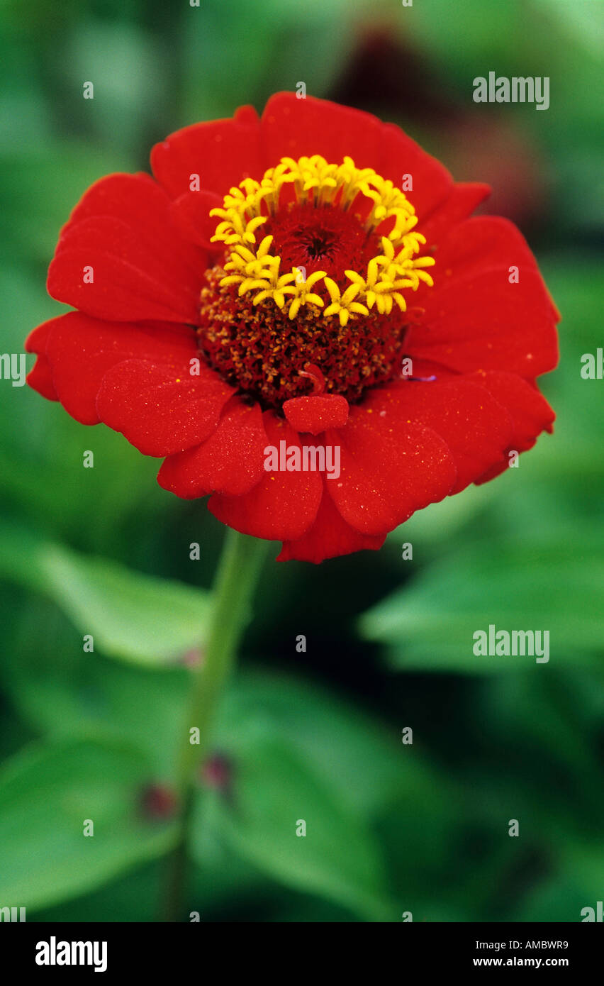 common Zinnia / Zinnia elegans Stock Photo - Alamy