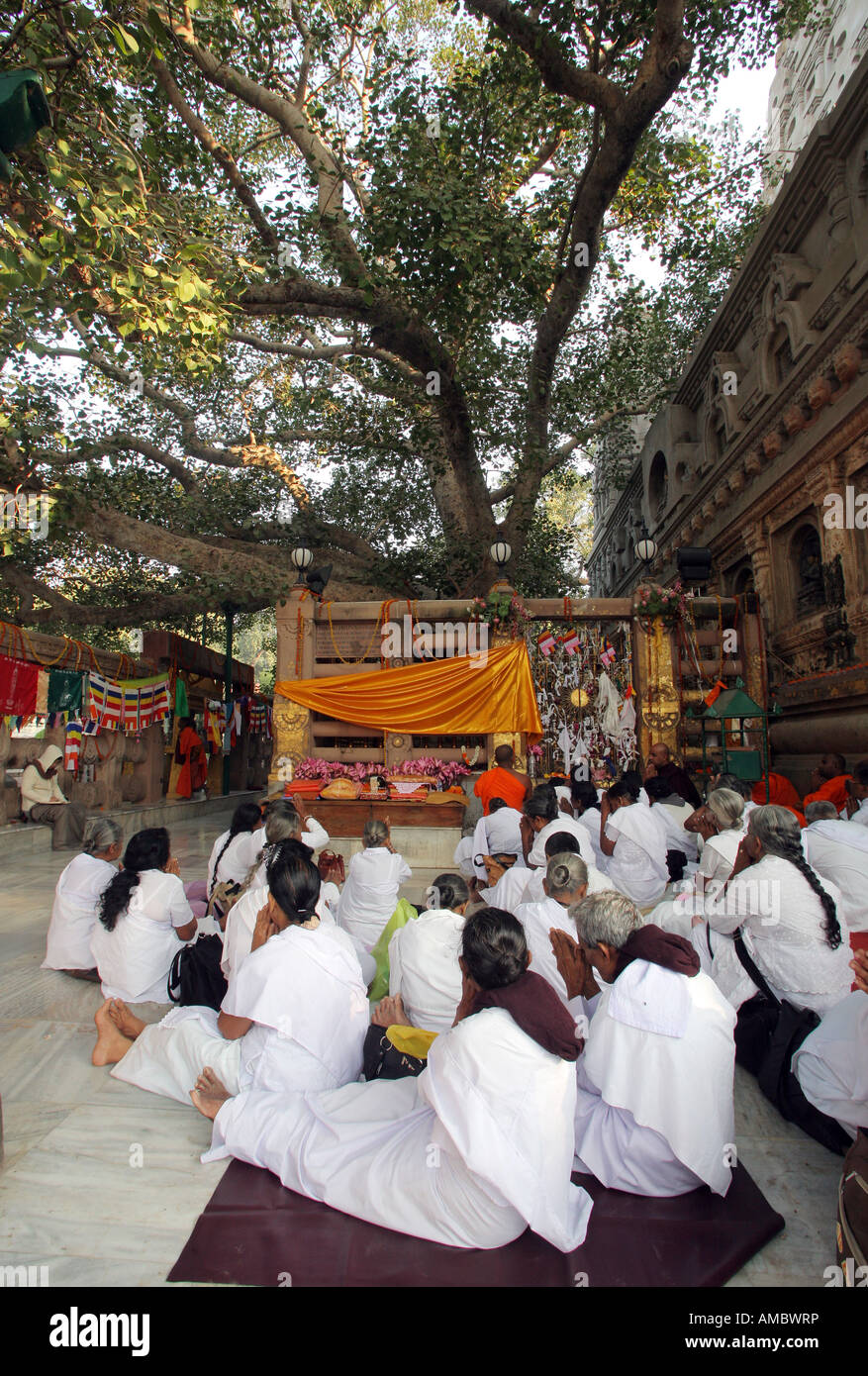India, Bodhgaya: buddhist pilgrims praying under the Mahabodhi tree ...