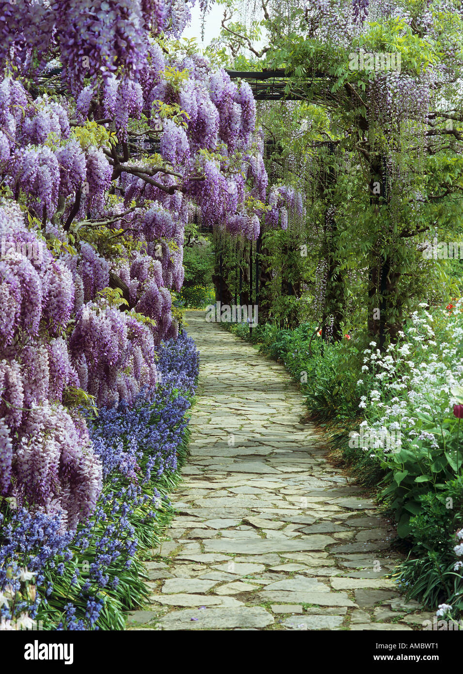 Chinese wisteria / Wisteria sinensis Stock Photo - Alamy