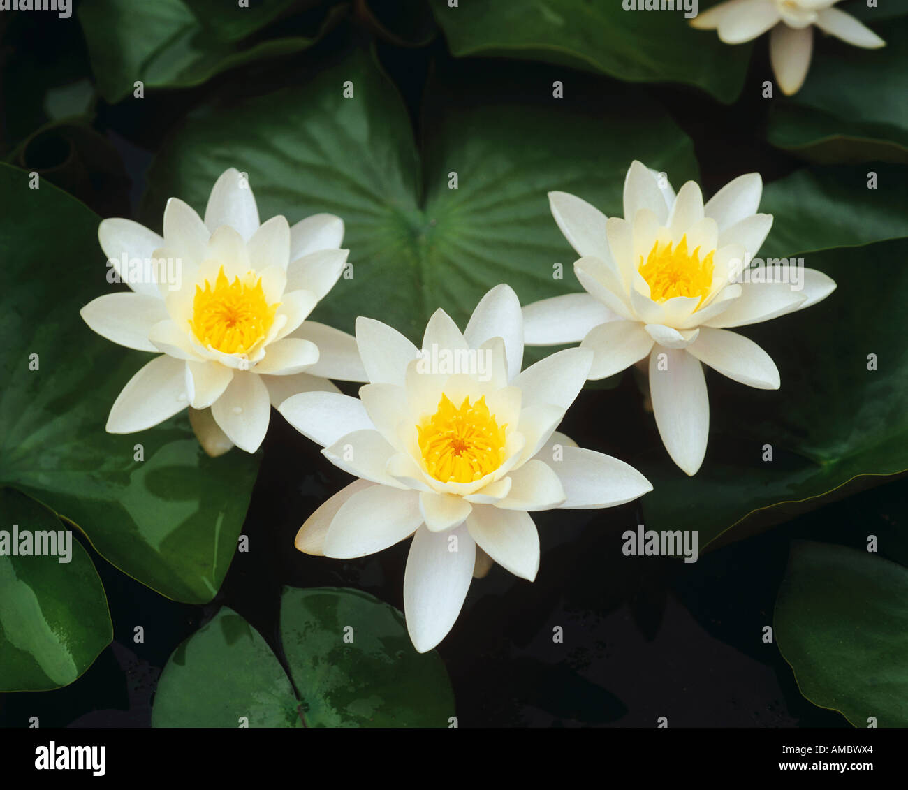 3 nymphaea alba hi-res stock photography and images - Alamy