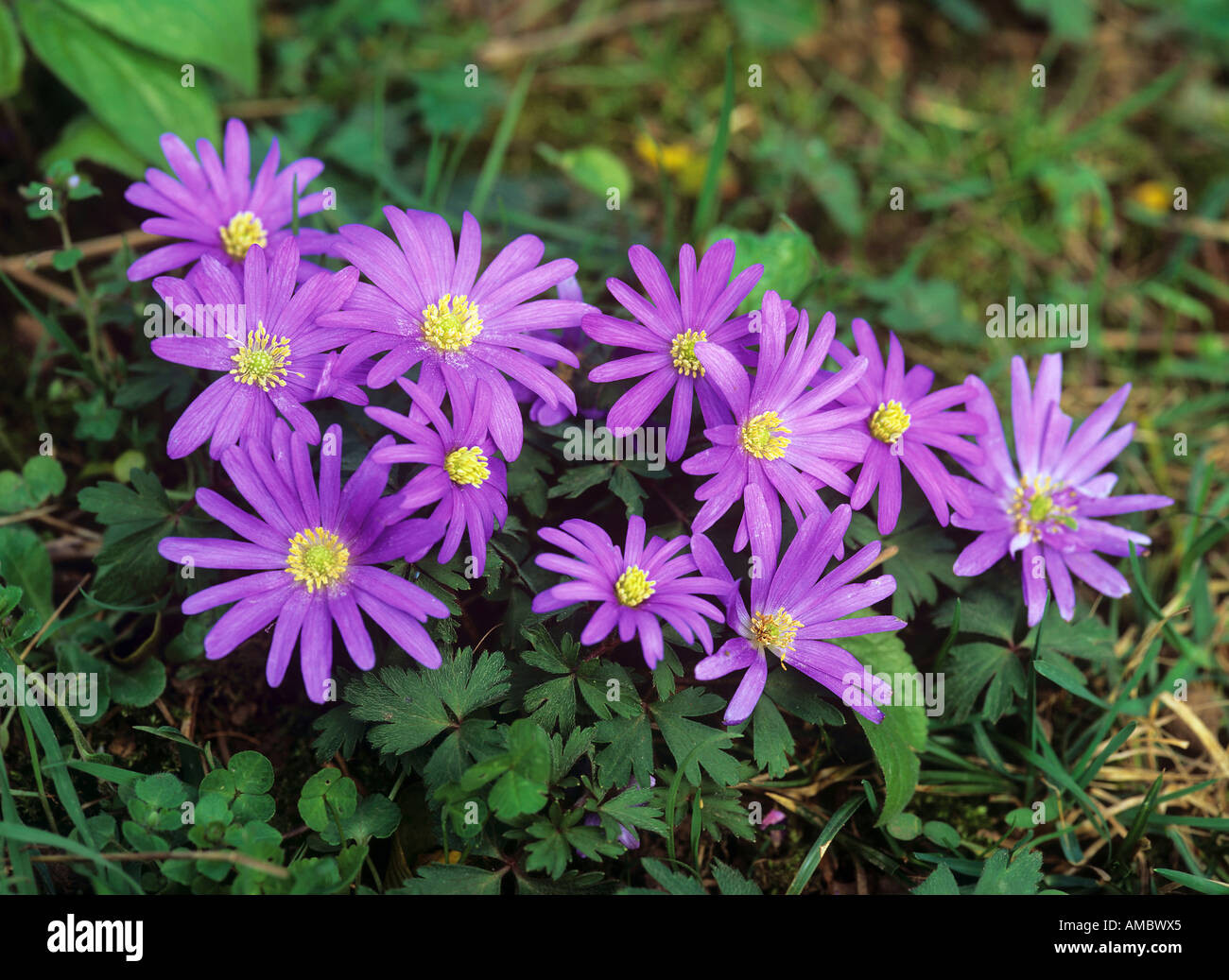 Blue Star / Anemone blanda Stock Photo - Alamy