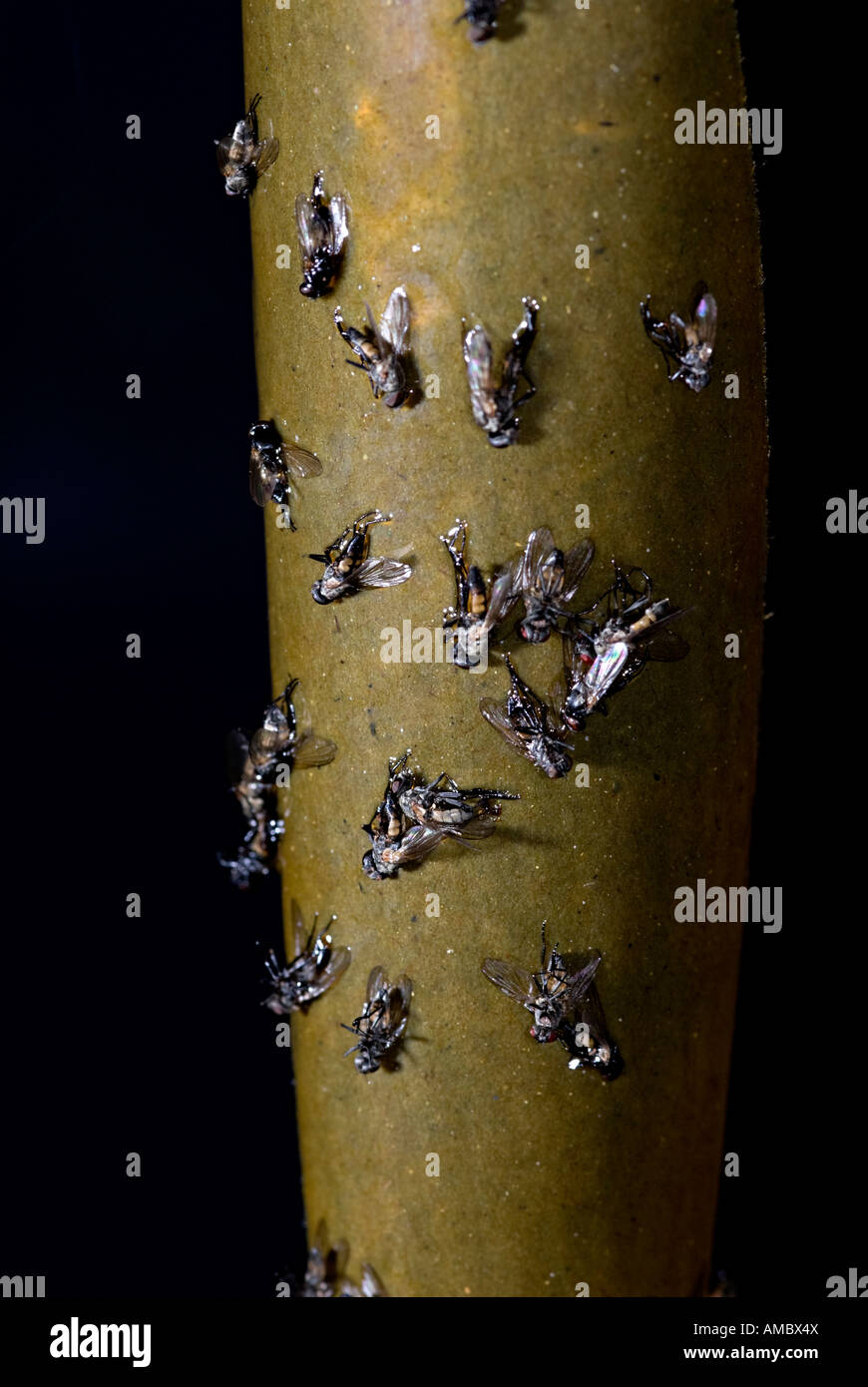 a fly trap used to capture flys they hang down and the flys are ...