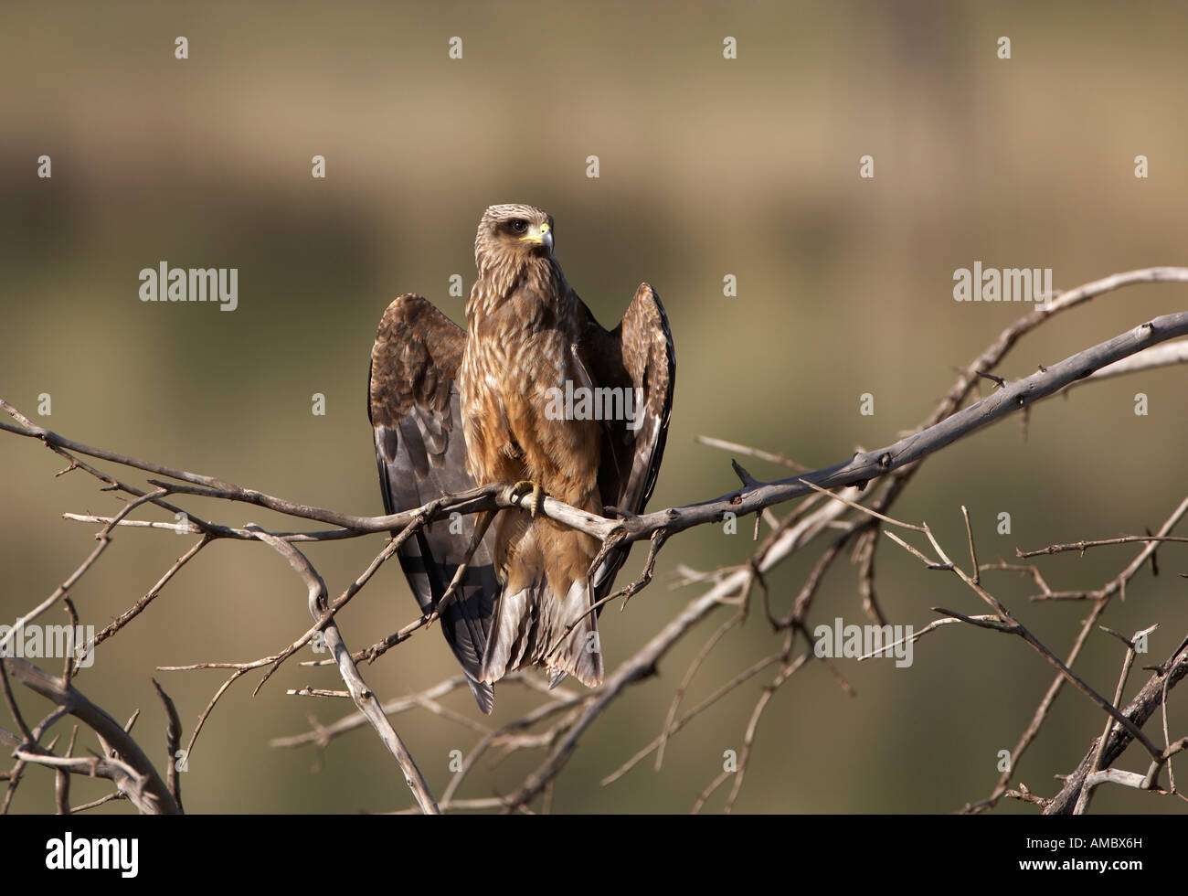 Yellow-billed Kite (Milvus aegyptius Stock Photo - Alamy