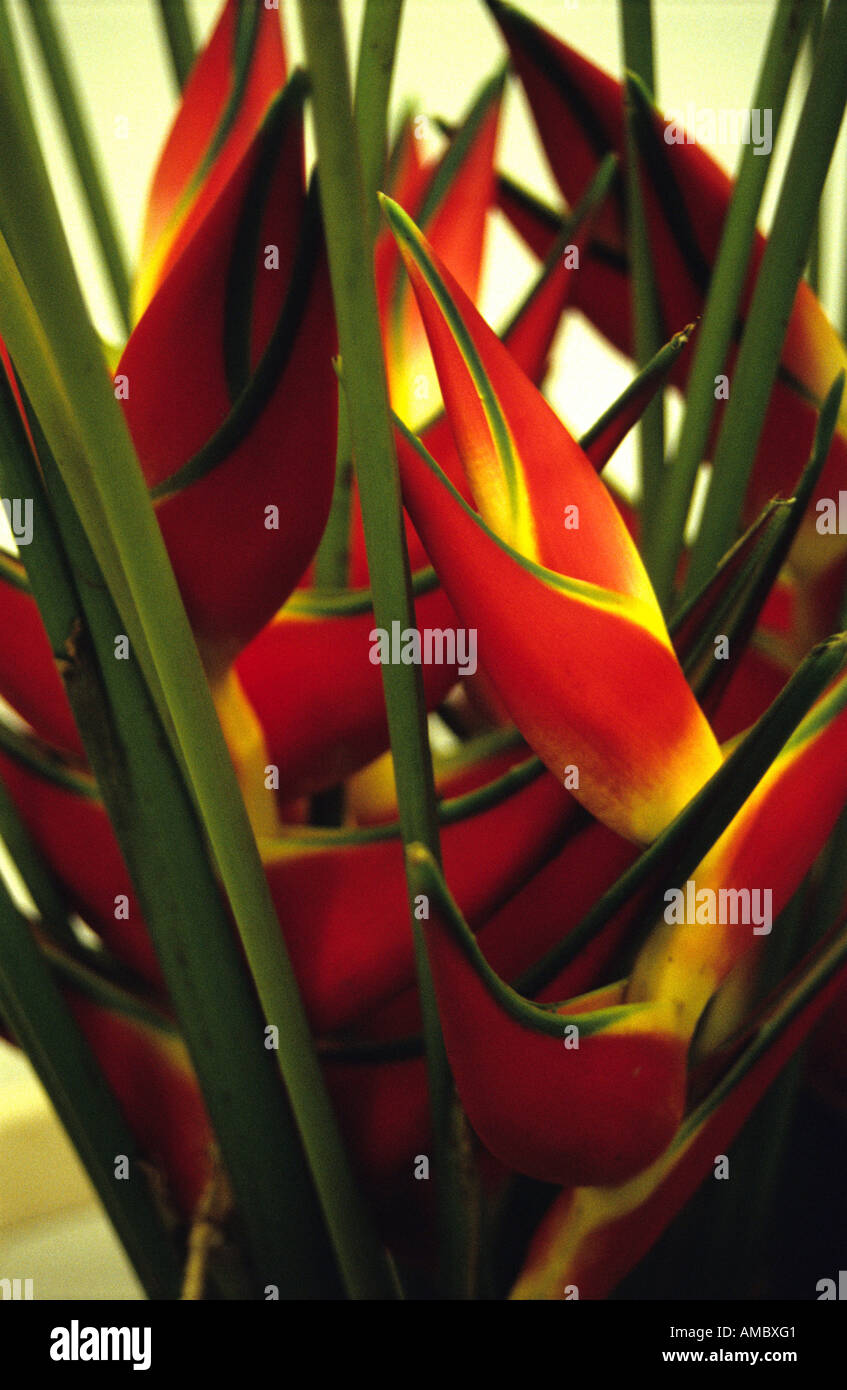 Crane flowers hi-res stock photography and images - Alamy