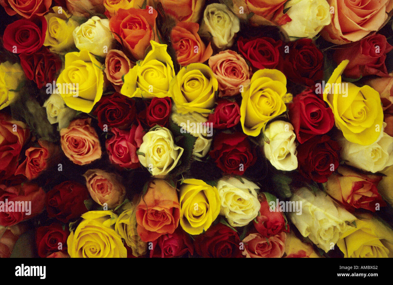 Different colour roses hi-res stock photography and images - Alamy