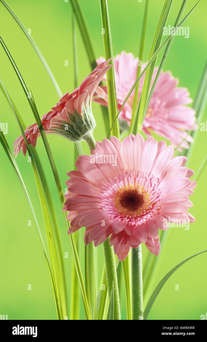 three gerberas / Gerbera spp Stock Photo - Alamy