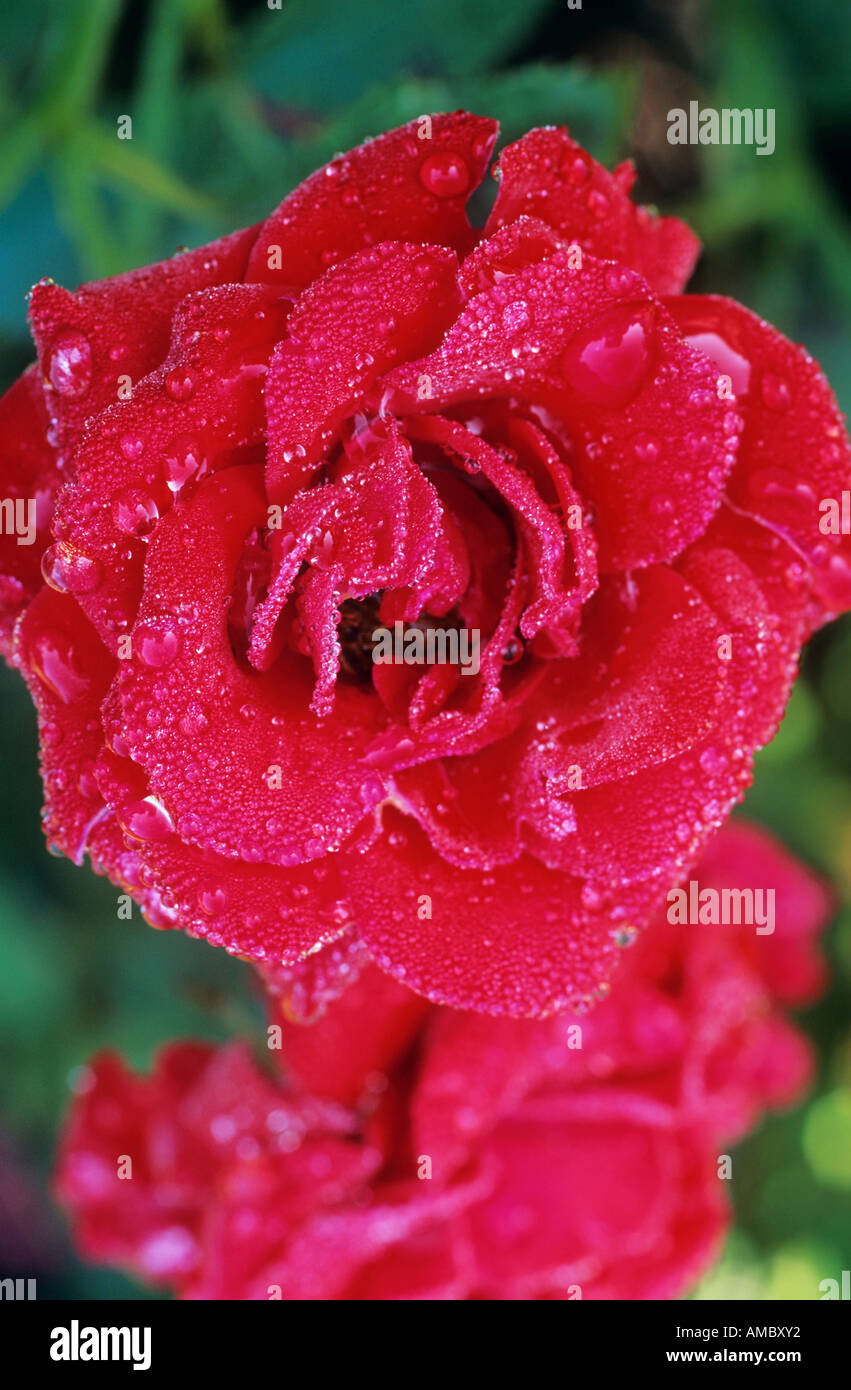 red rose / Rosa Stock Photo - Alamy
