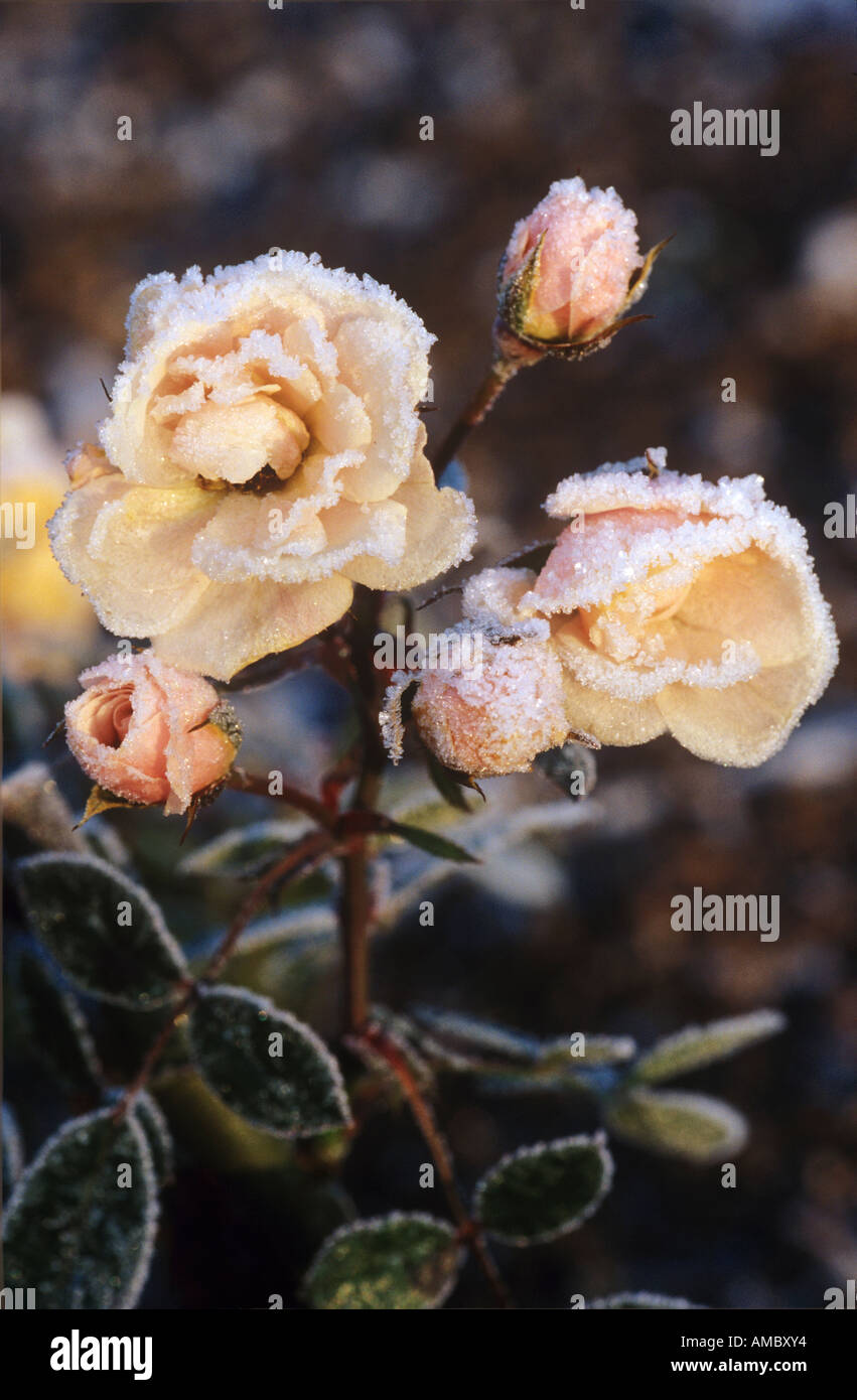 Rose with rime flowers hi-res stock photography and images - Alamy