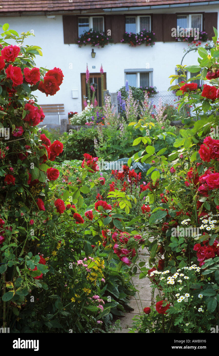 Rambler roses house hi-res stock photography and images - Alamy