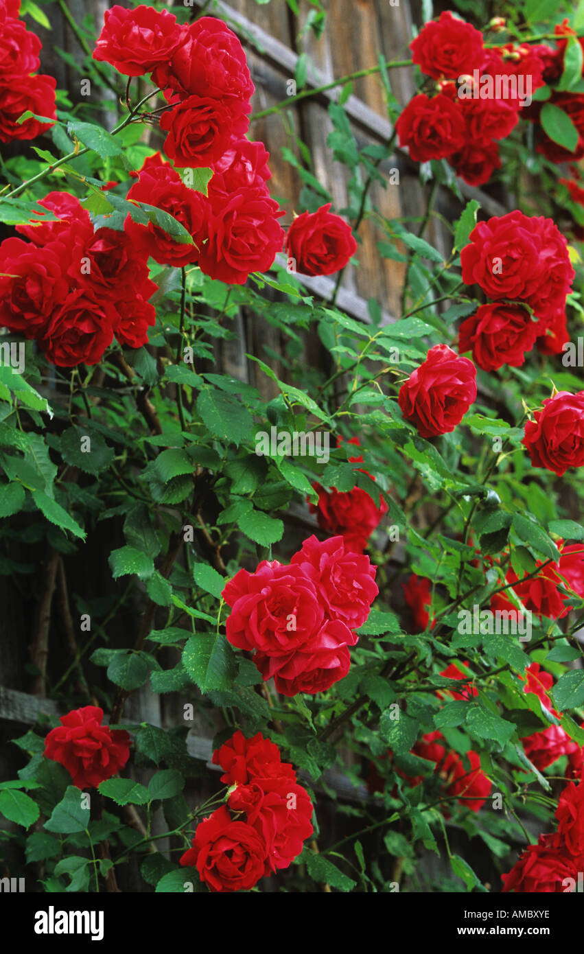 Rambler roses house hi-res stock photography and images - Alamy