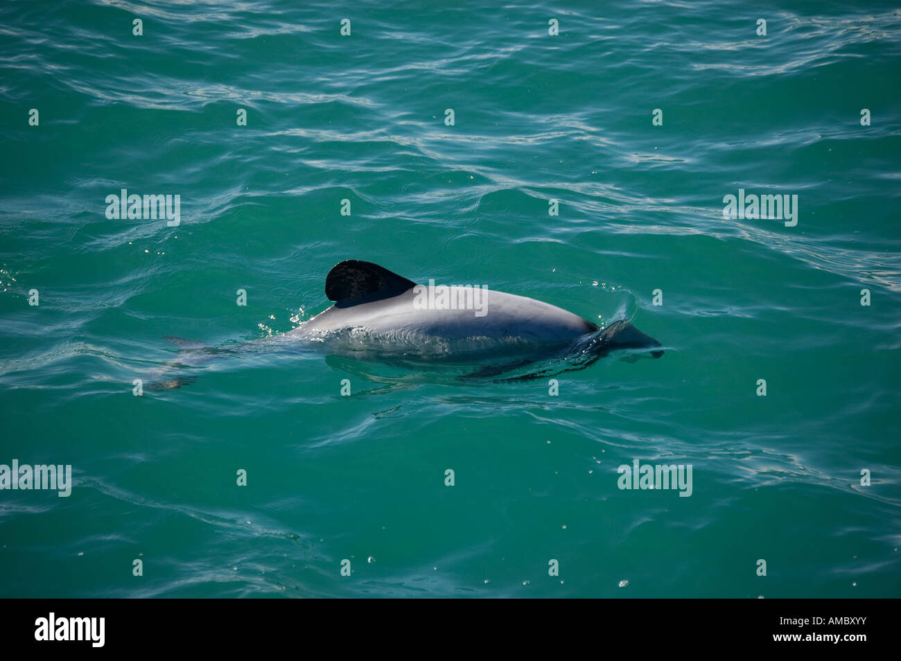 Hector Dolphin (Cephalorhynchus hectori) Kaikoura New Zealand Stock ...