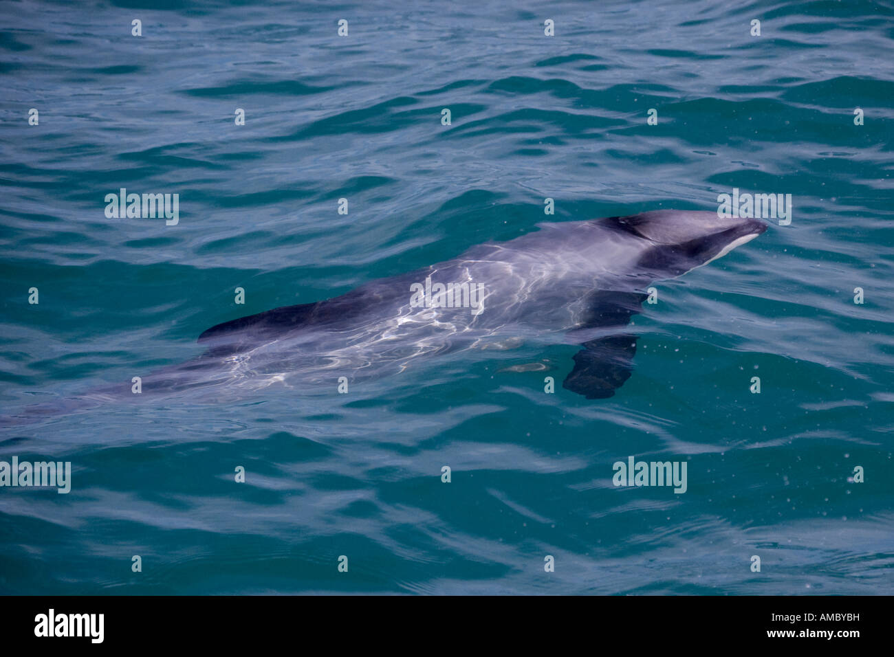Dolphin net new zealand hi-res stock photography and images - Alamy