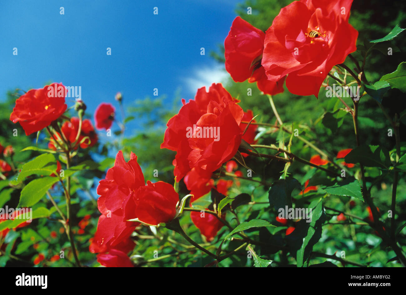 Best Red Rambler Rose at Elbert Lough blog