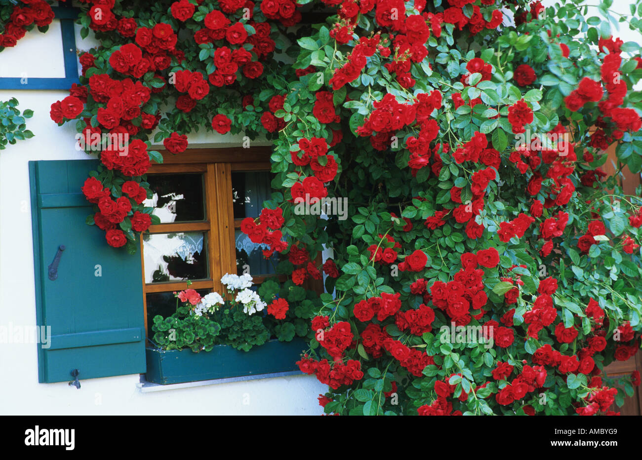 red rambler roses Stock Photo - Alamy