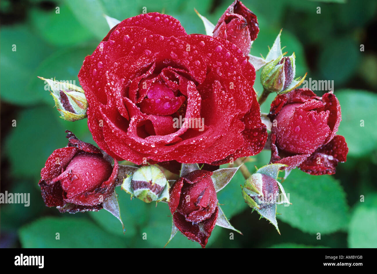 red rose / Rosa Stock Photo - Alamy