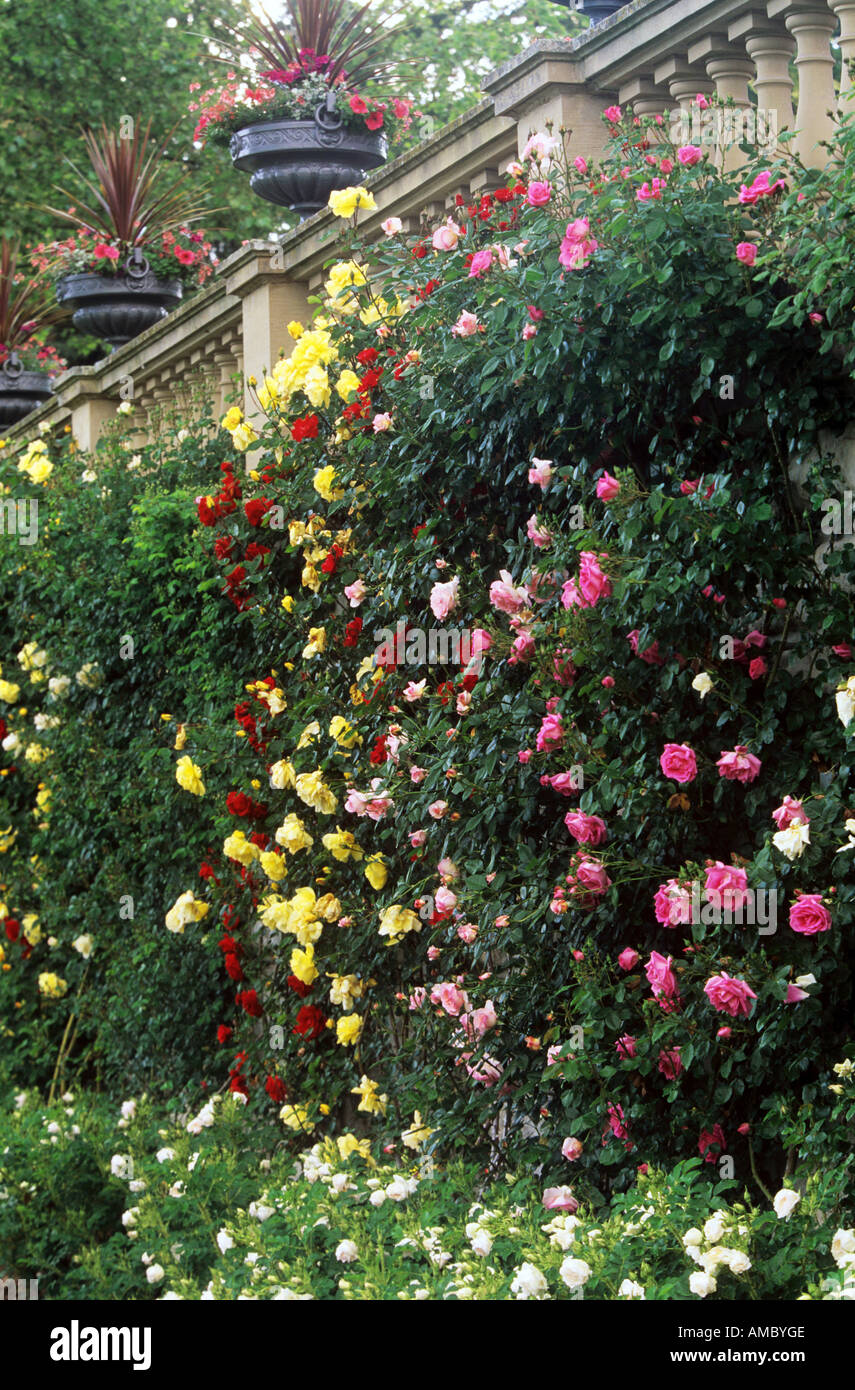 Pink rambler roses hi-res stock photography and images - Alamy