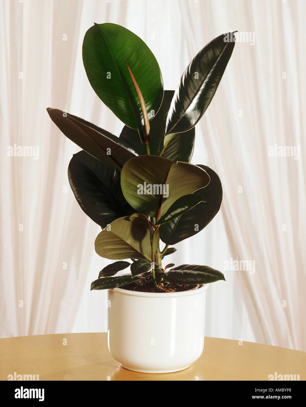 rubber tree / Ficus elastica Stock Photo - Alamy