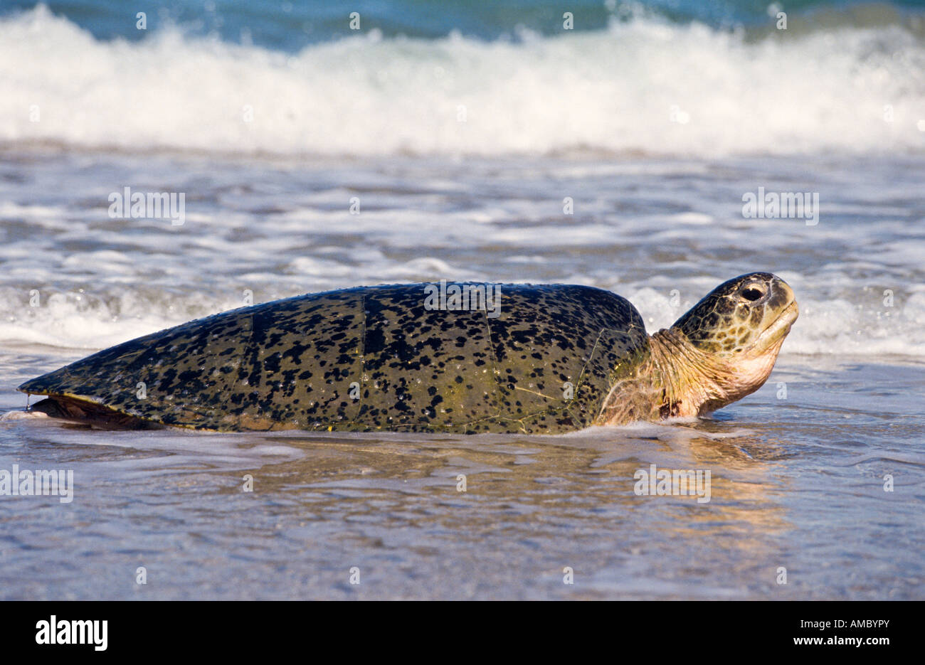 “Green Turtle”, Australia Stock Photo - Alamy