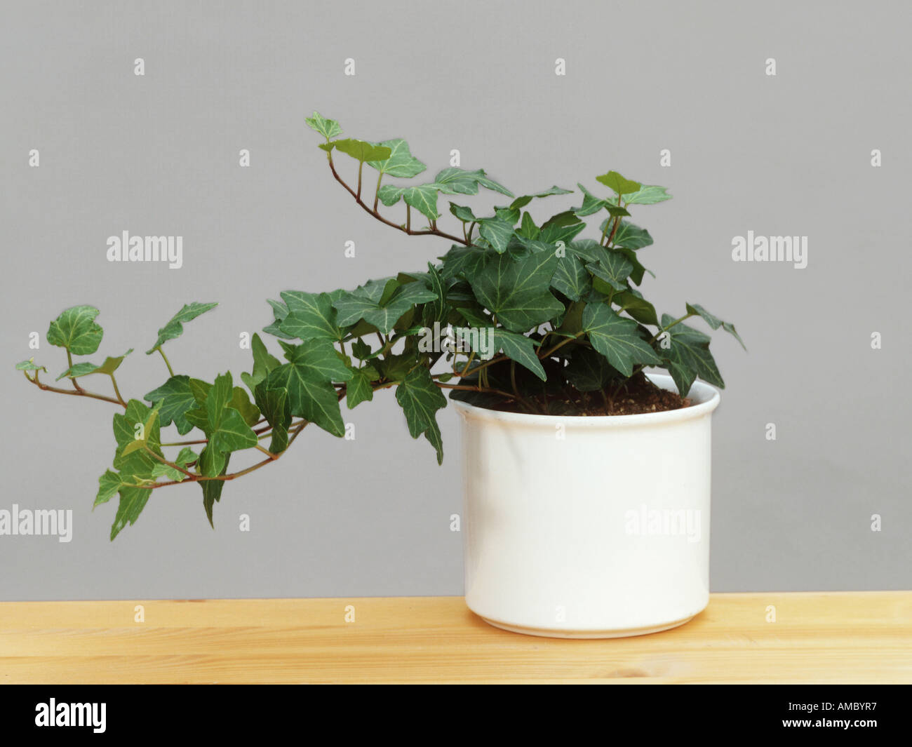 ivy / Hedera helix Stock Photo - Alamy