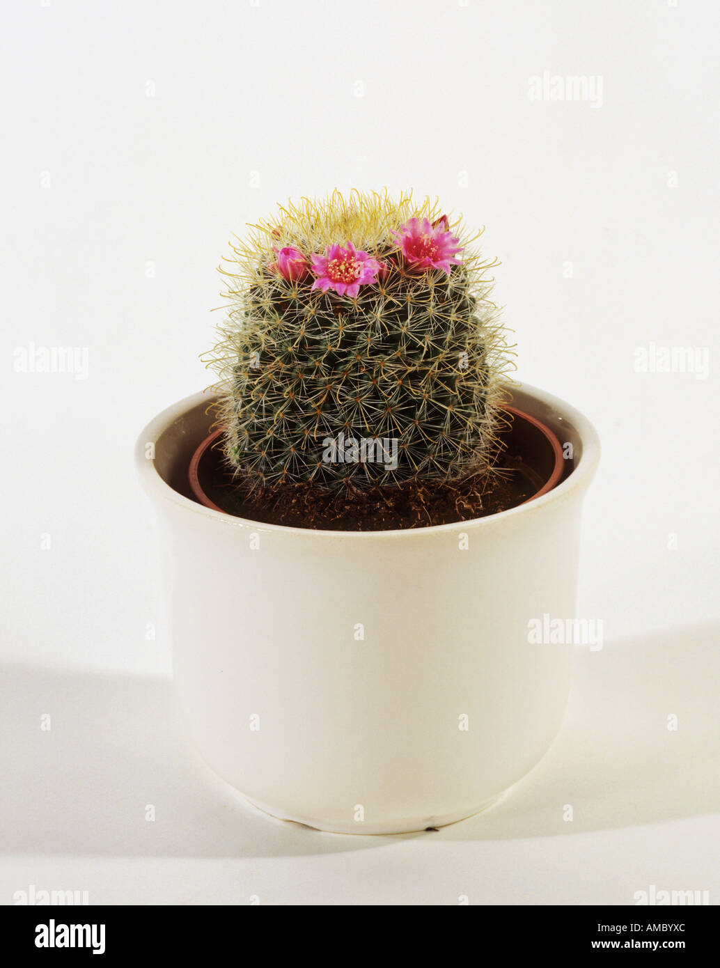 red headed Irishman / Mammillaria spinosissima Stock Photo - Alamy