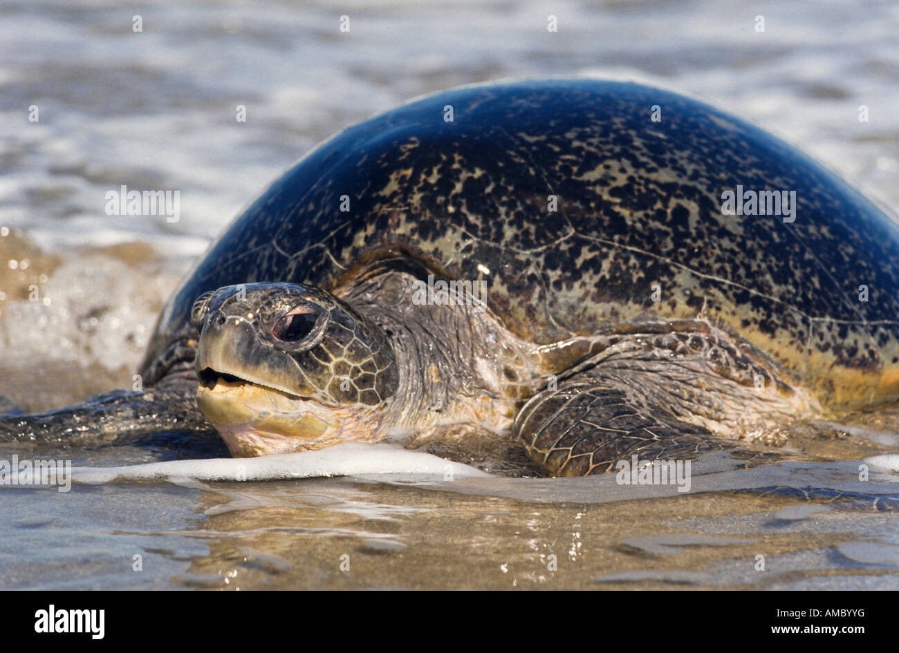 Shoreline mottled camouflage markings pattern hi-res stock photography ...