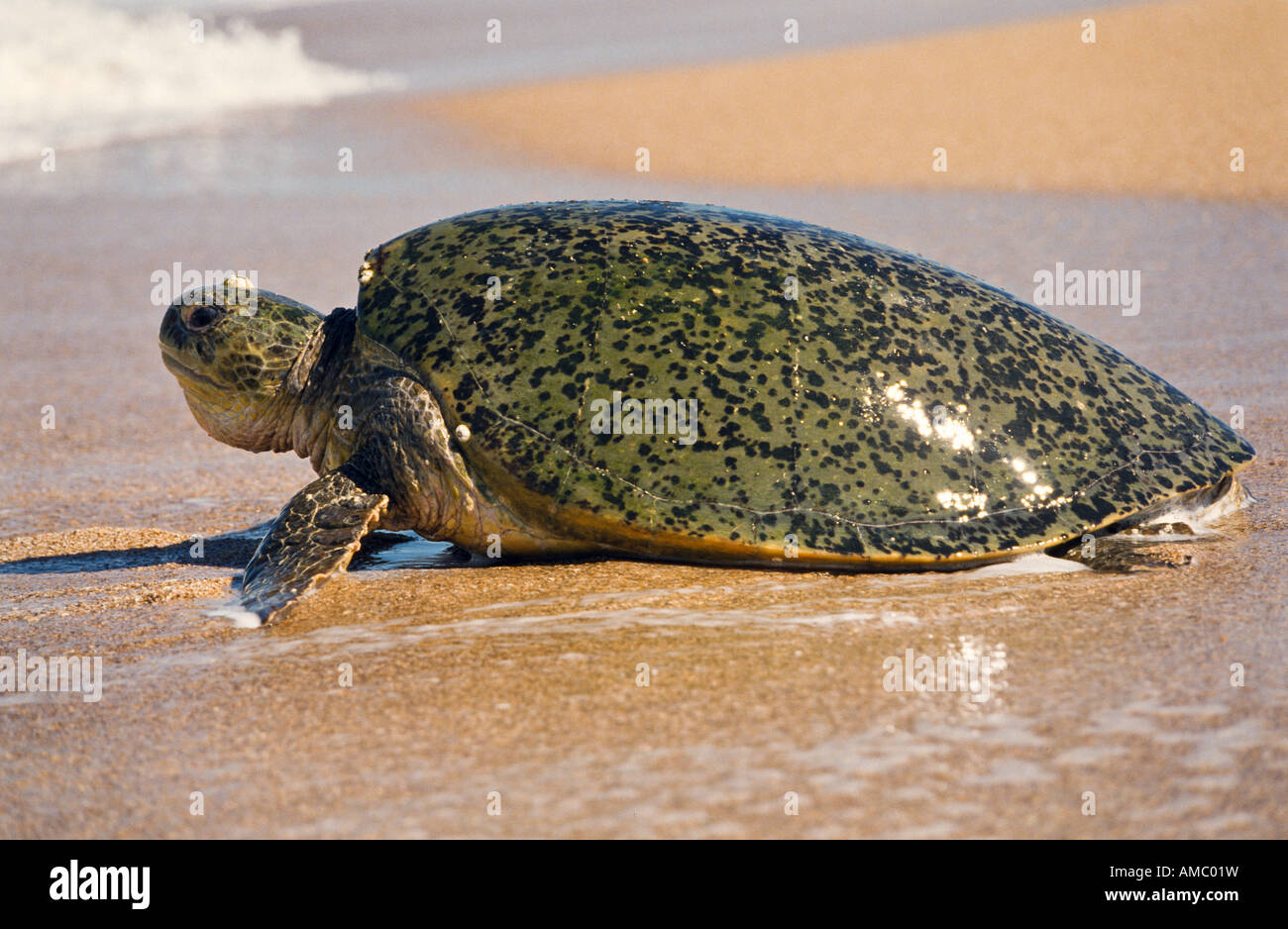 “Green Turtle”, Australia Stock Photo - Alamy
