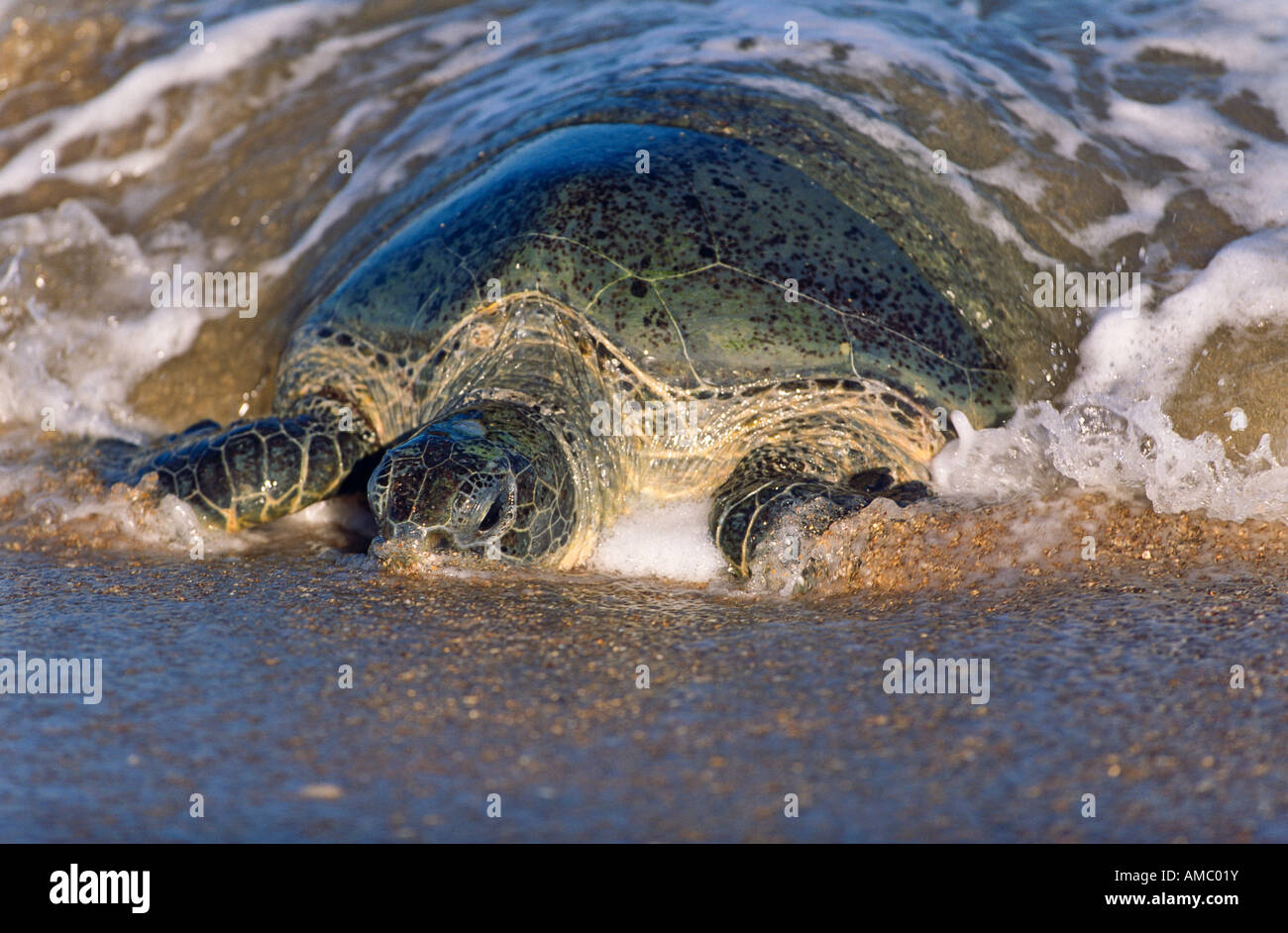 “Green Turtle”, Australia Stock Photo - Alamy