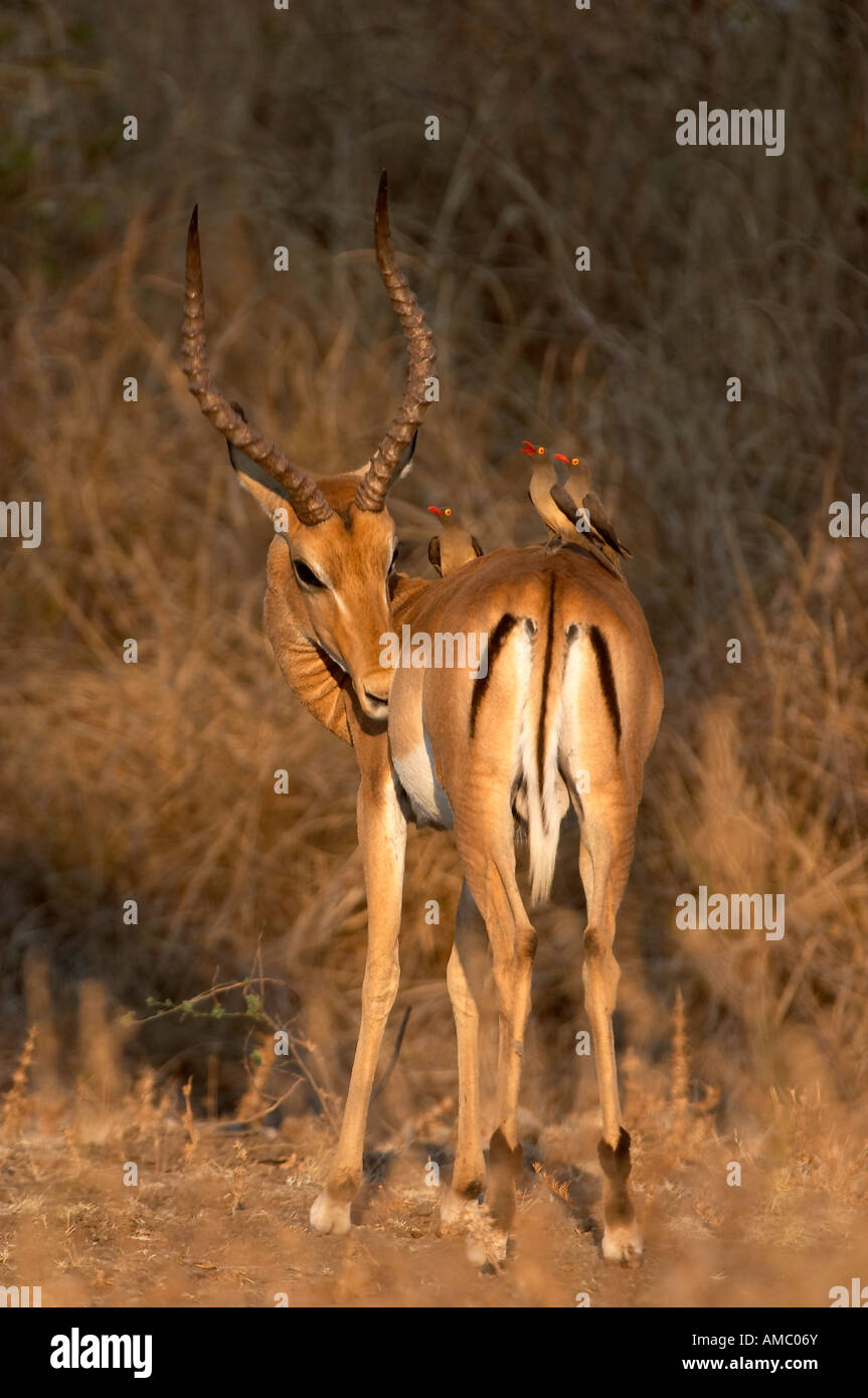 Bird groom impala hi-res stock photography and images - Alamy
