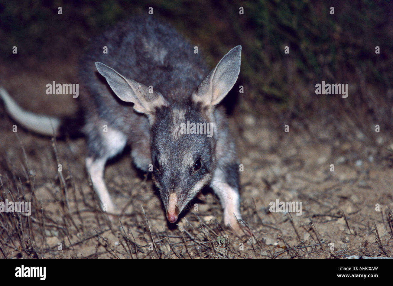 Bilby or rabbit eared bandicoot hi-res stock photography and images - Alamy