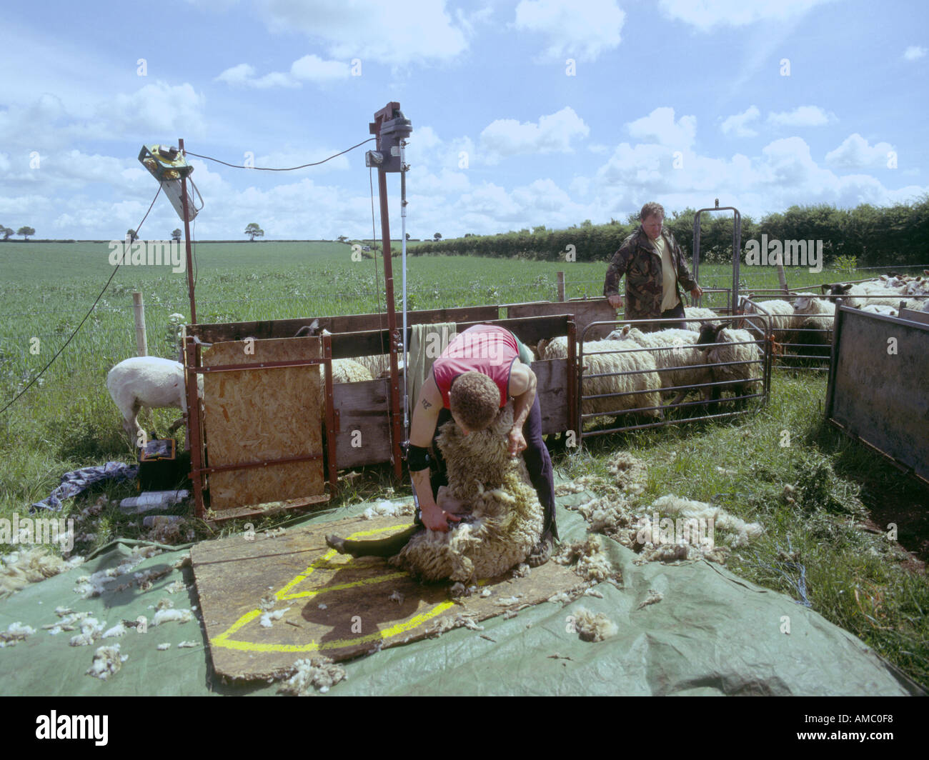 Sheep meat industry hi-res stock photography and images - Alamy