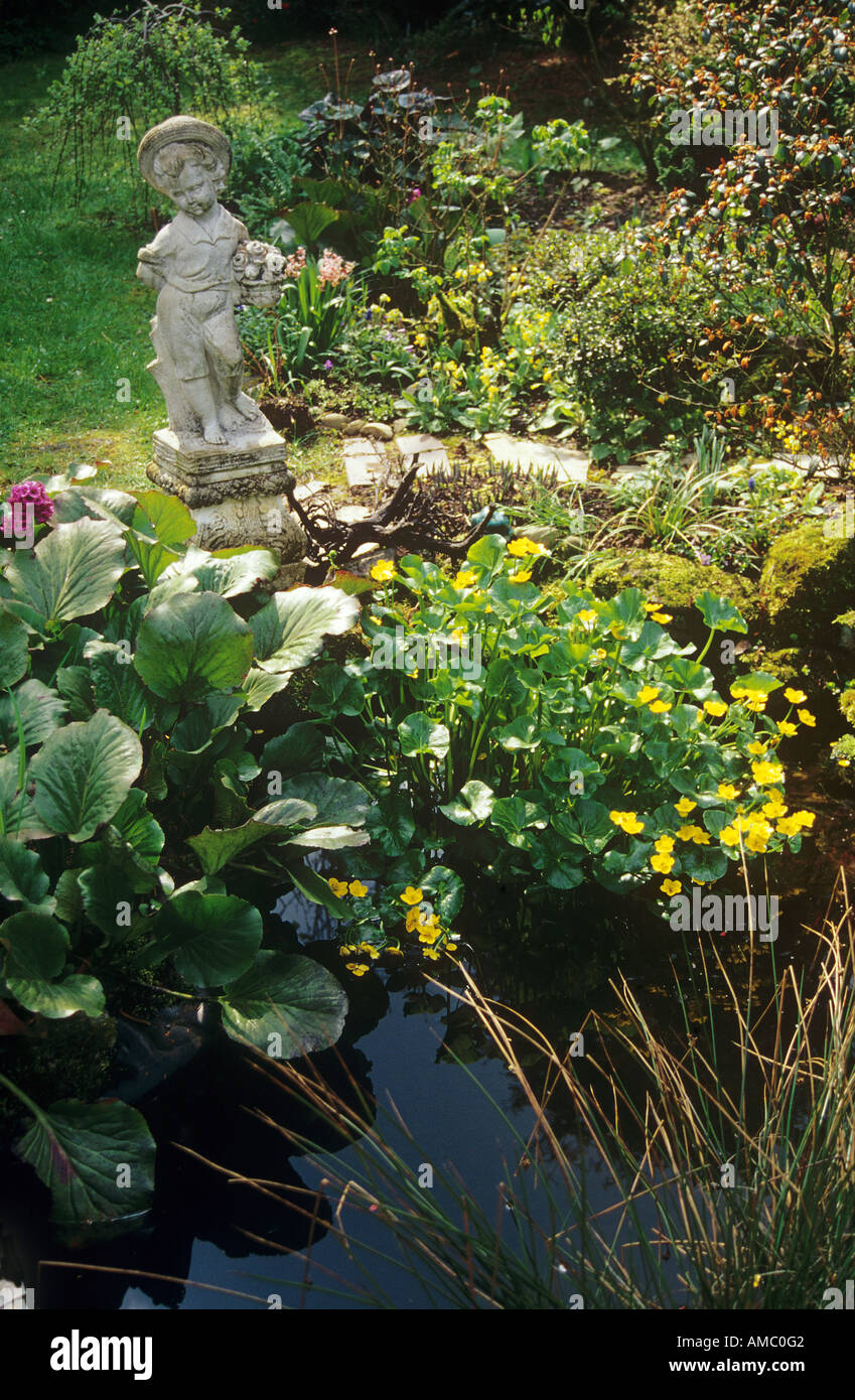 pond with kingcups Stock Photo - Alamy