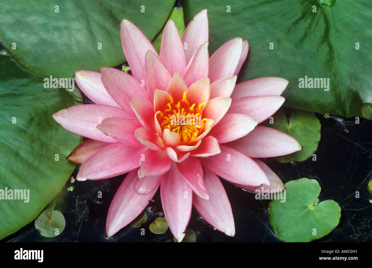 water lily / Nymphaea Stock Photo - Alamy