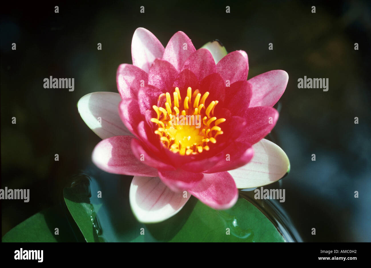 water lily / Nymphaea Stock Photo - Alamy