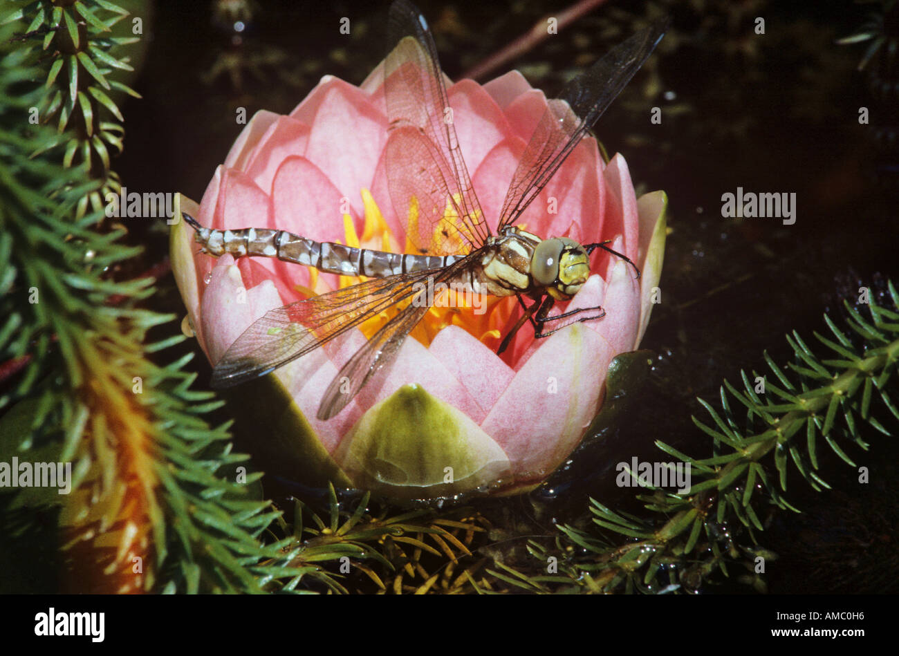 Insects on waterlily hi-res stock photography and images - Alamy