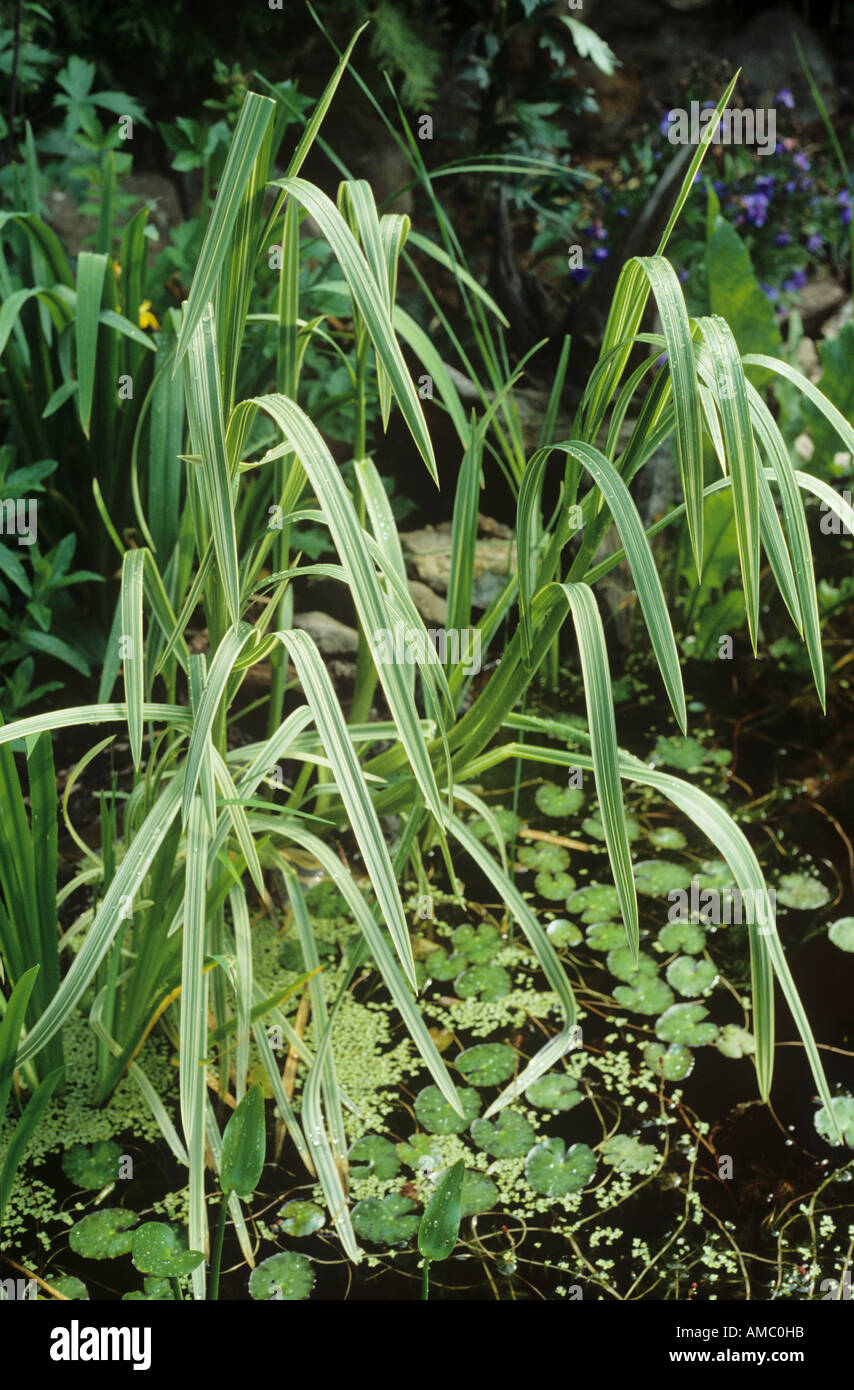 Variegated manna grass / Glyceria maxima "Variegata Stock Photo - Alamy